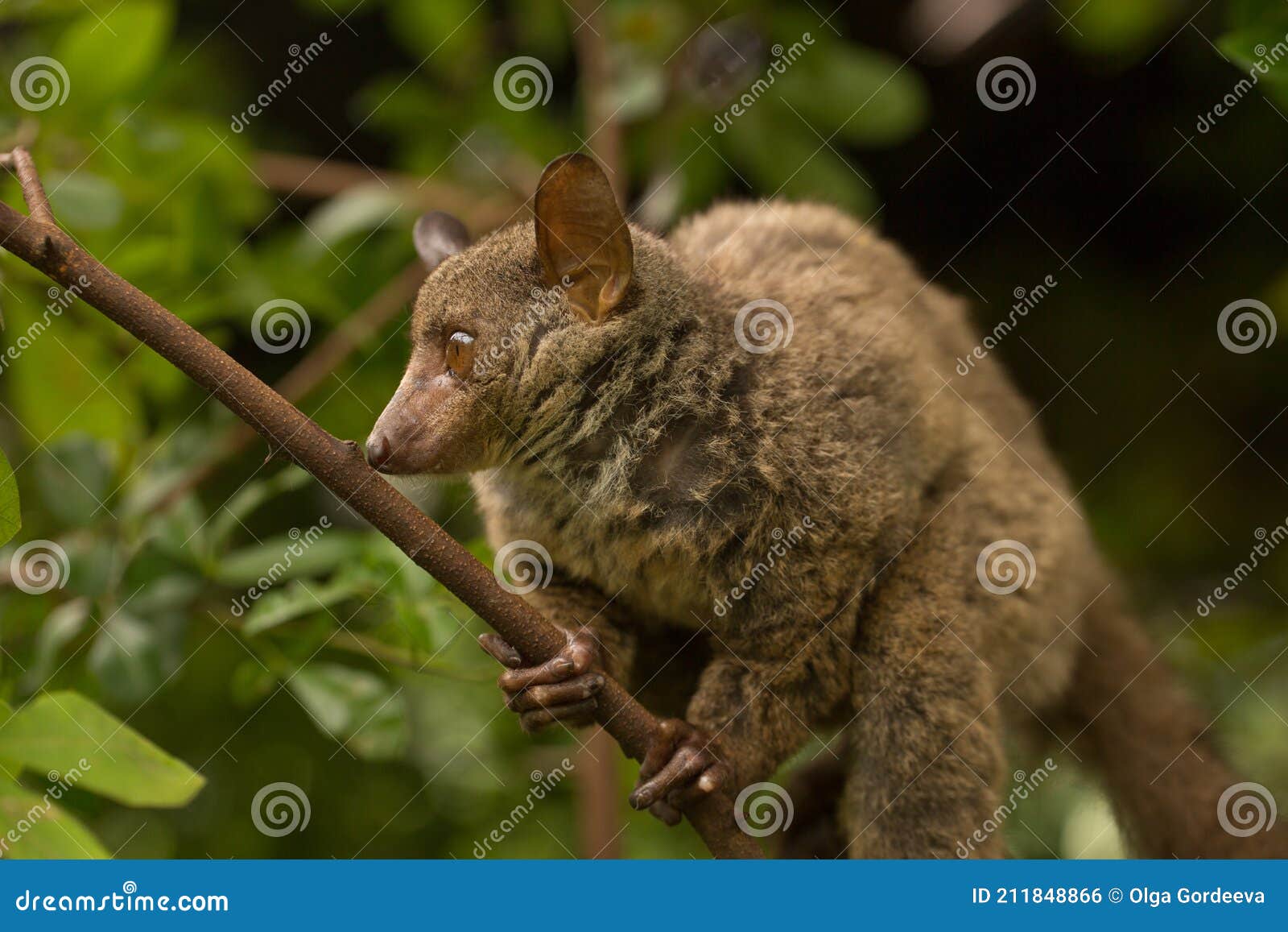 Northern Greater Galago, on a Branch during the Daytime Stock Photo ...