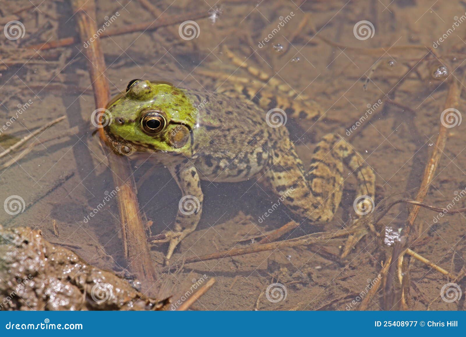 Northern Green Frog stock image. Image of frogs, ontario - 25408977