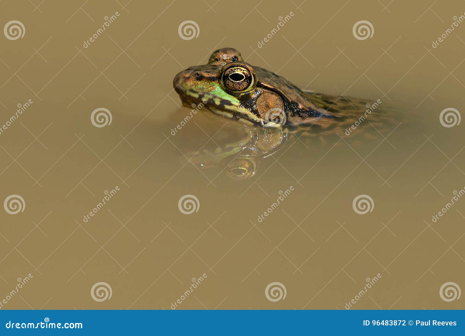 Green Frog - Lithobates Clamitans Stock Photo - Image of horizontal ...
