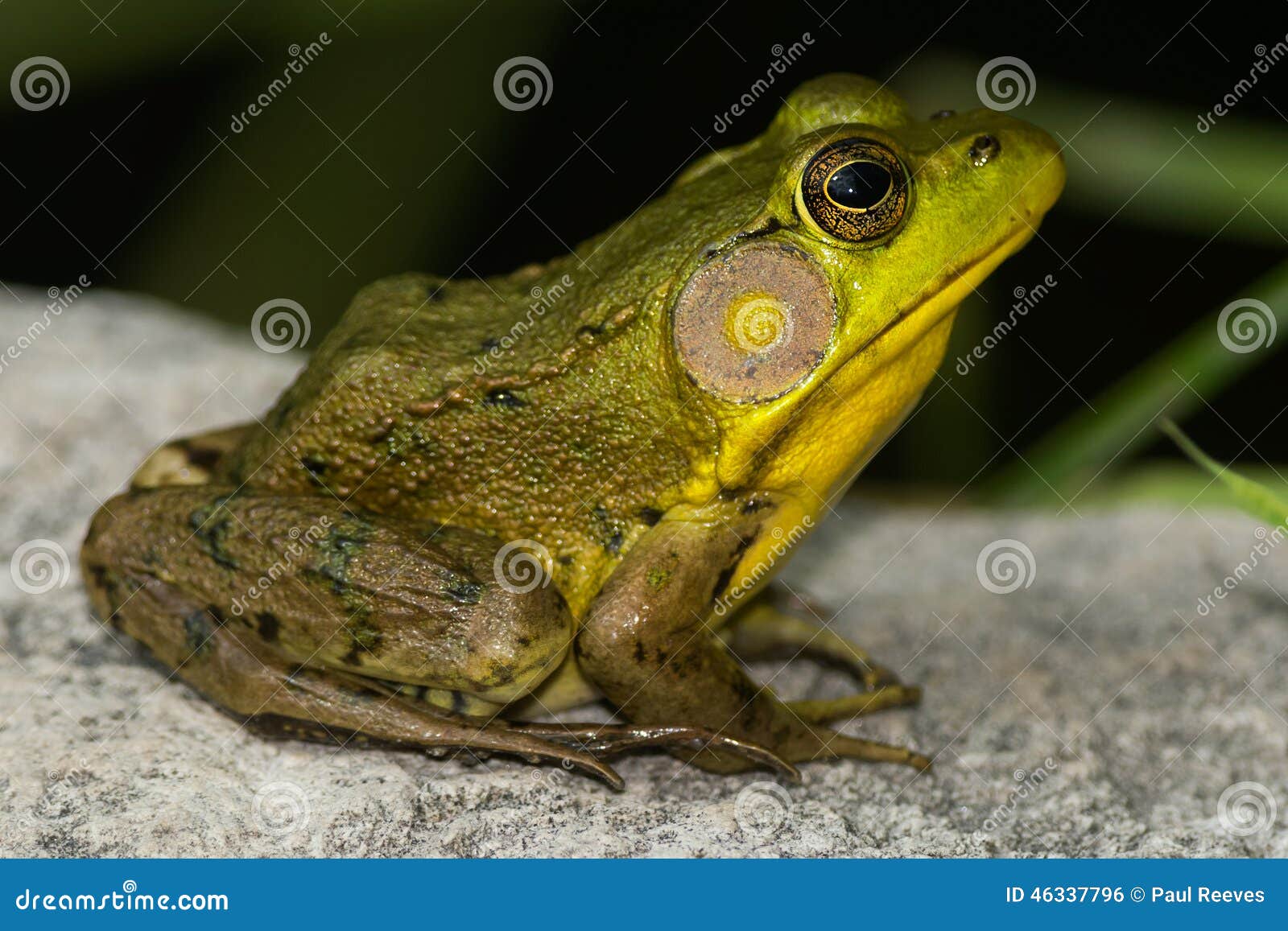 Green Frog - Lithobates Clamitans Stock Photo - Image of wildlife ...