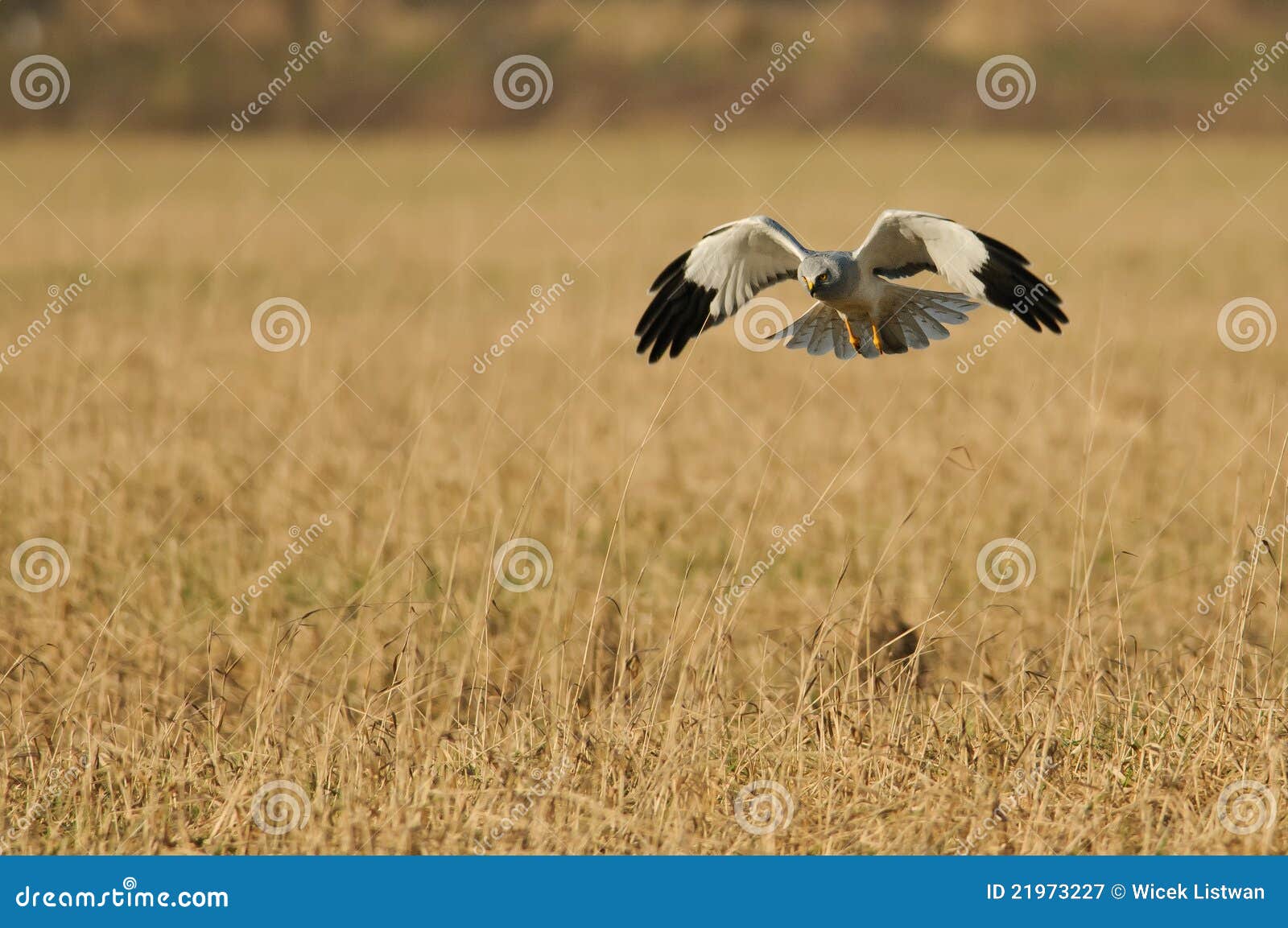 Northern Harrier stock image. Image of nature, male, feathers - 21973227