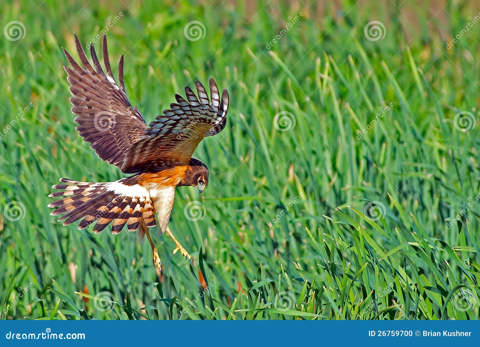 Northern Harrier stock photo. Image of landing, ocean - 26759700