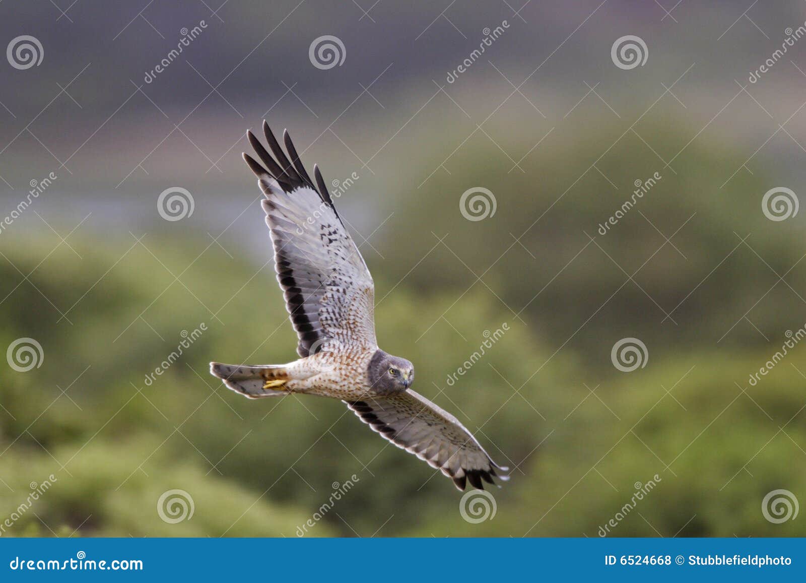 Northern harrier stock photo. Image of wing, hudsonius - 6524668