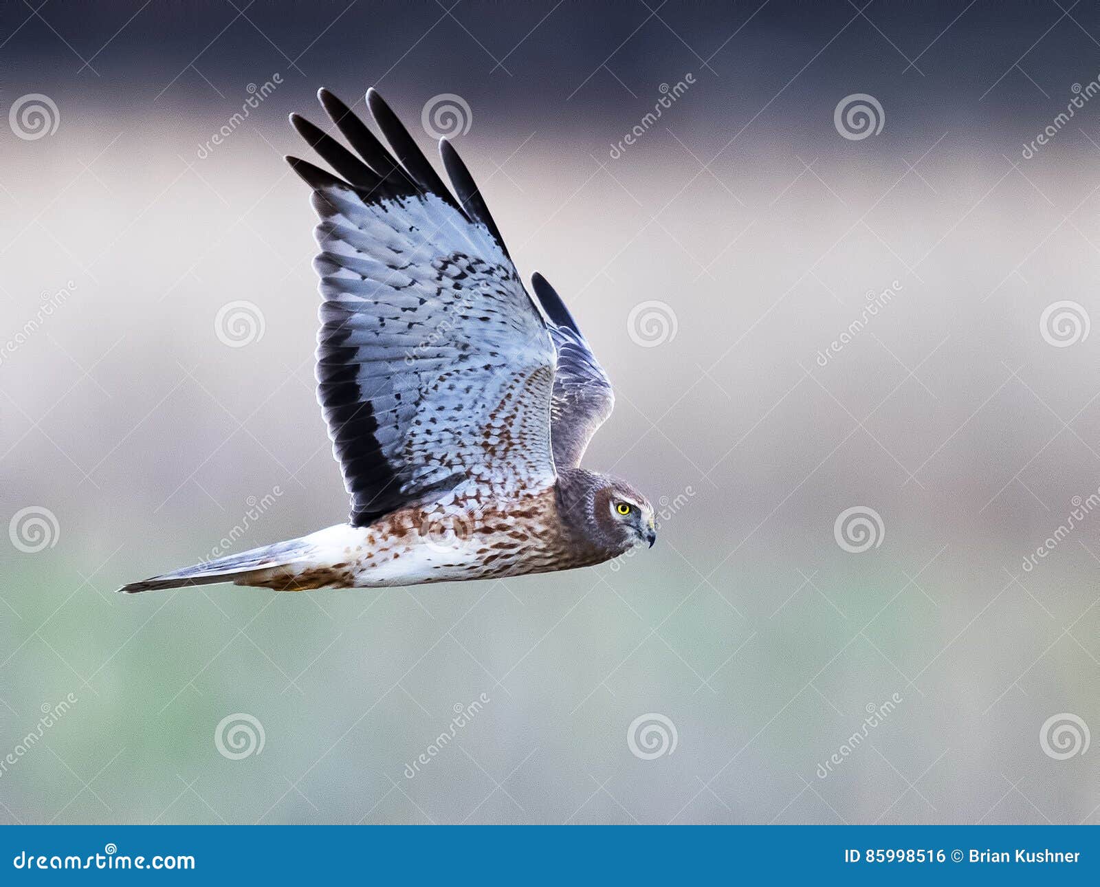 Northern Harrier Aka Gray Ghost Stock Photo - Image of marsh, hook ...