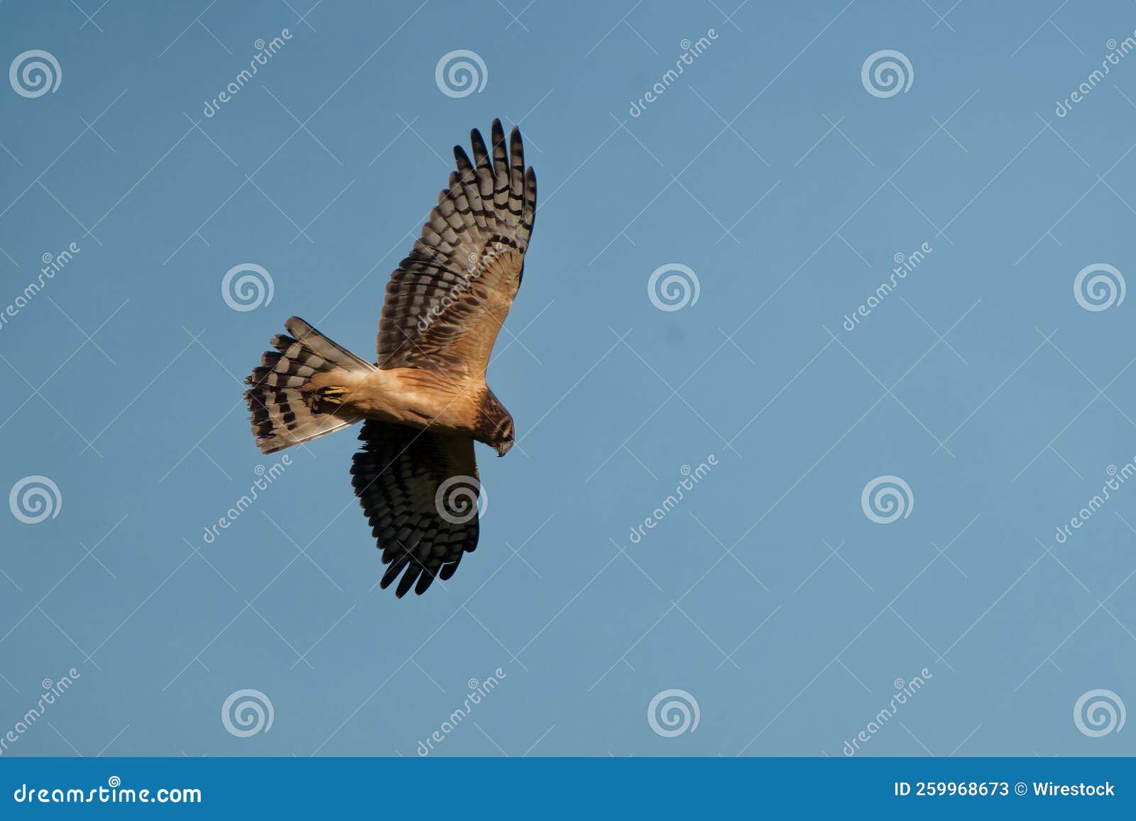Northern Harrier Bird Flying Against a Blue Sky. Stock Image - Image of ...