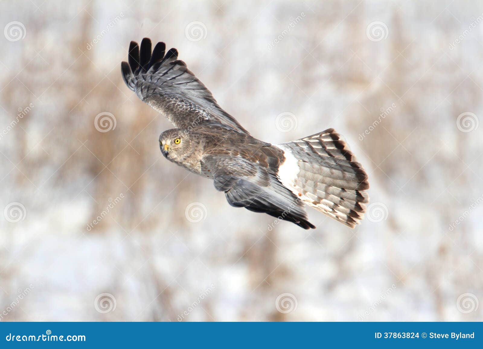 Northern Harrier (Circus Cyaneus) Stock Photo - Image of flying, nature ...