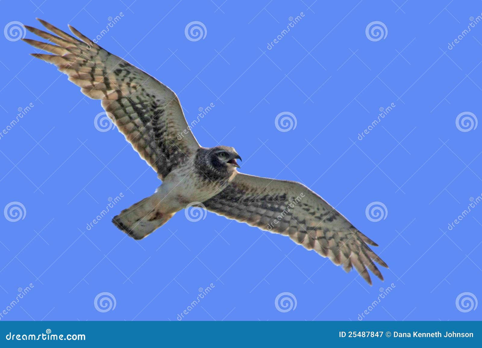 Northern Harrier (Circus Cyaneus) Female Stock Image - Image of harrier ...