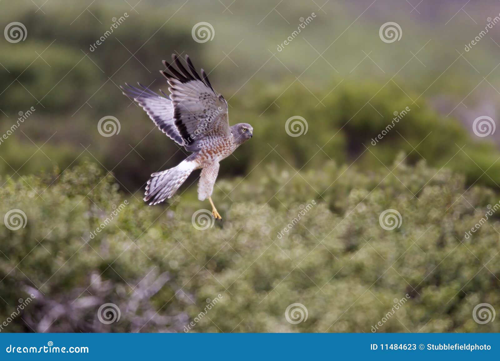 Northern Harrier (Circus Cyaneus Hudsonius) Stock Image - Image of ...