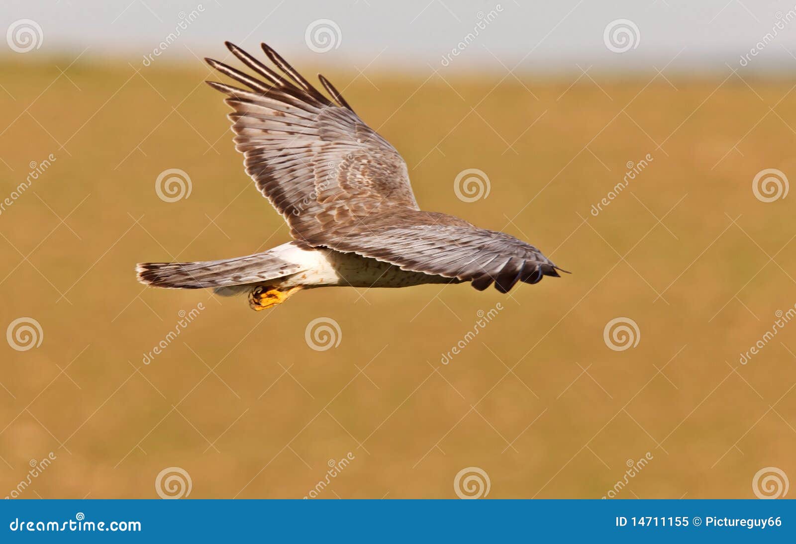 Northern Harrier in Flight stock image. Image of flight - 14711155