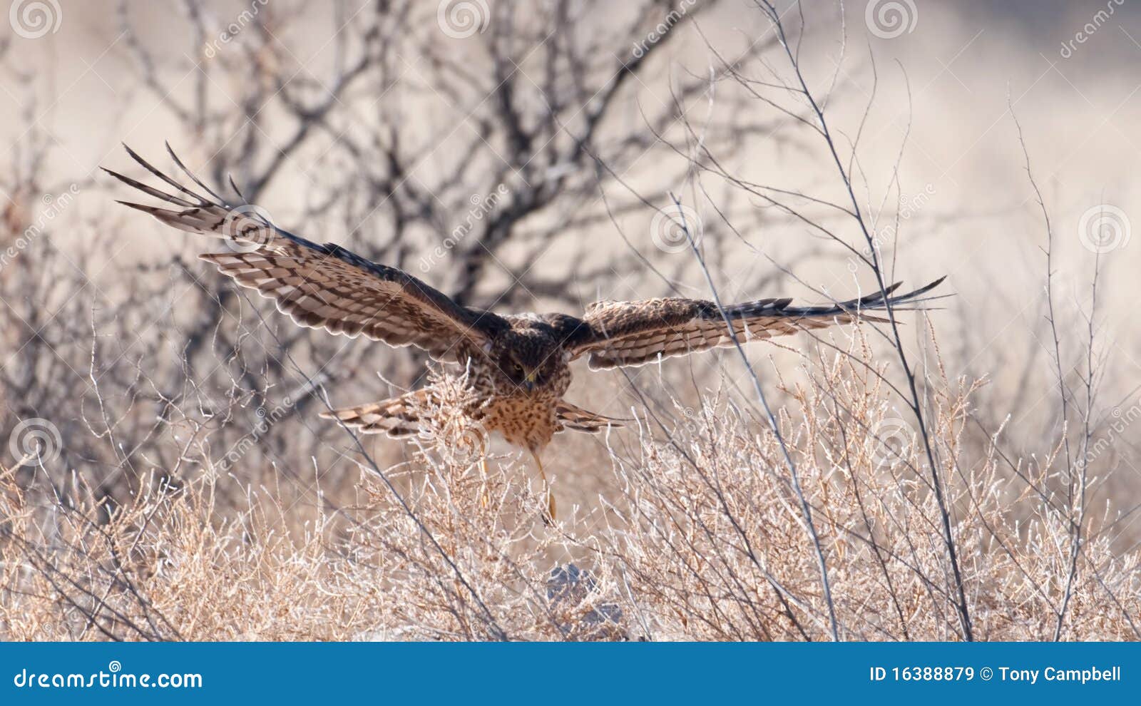 Northern harrier in flight stock image. Image of harrier - 16388879
