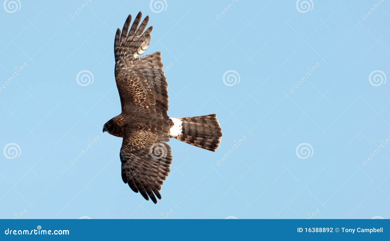 Northern harrier in flight stock photo. Image of apache - 16388892