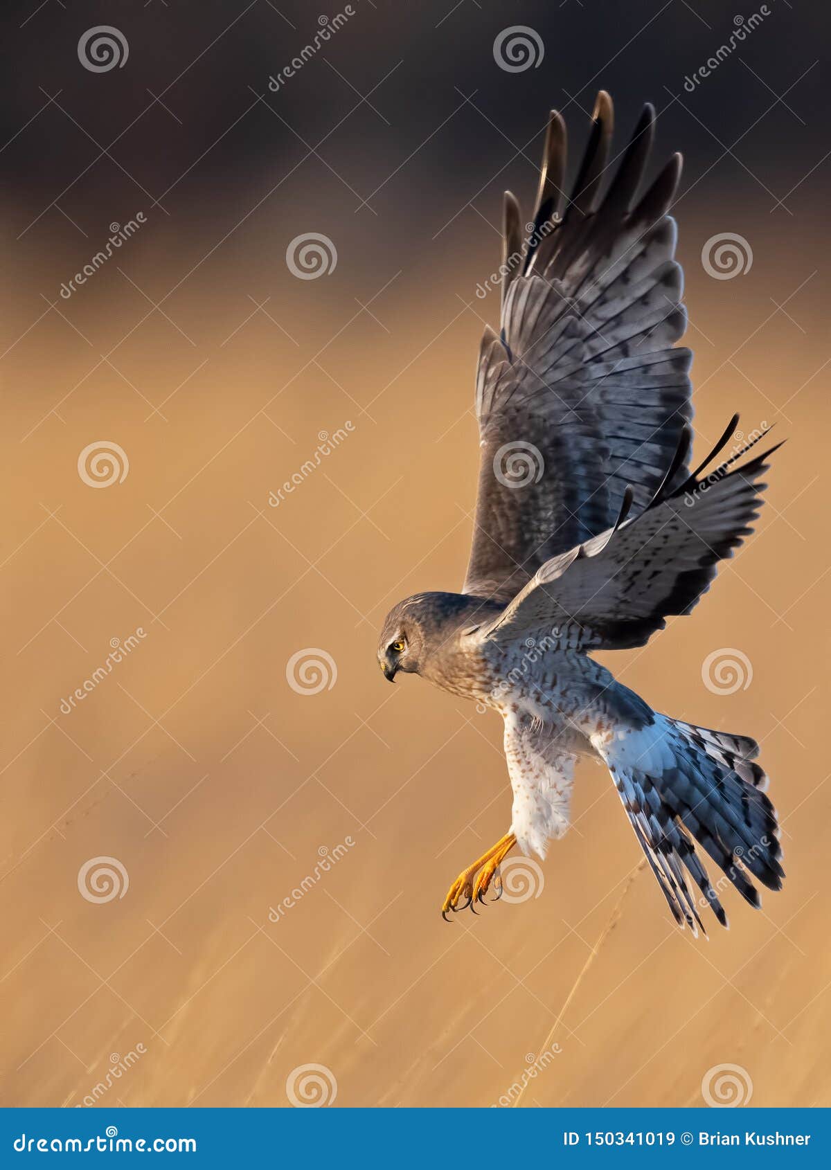 Northern Harrier in Flight Getting Ready To Pounce on Prey Stock Image ...