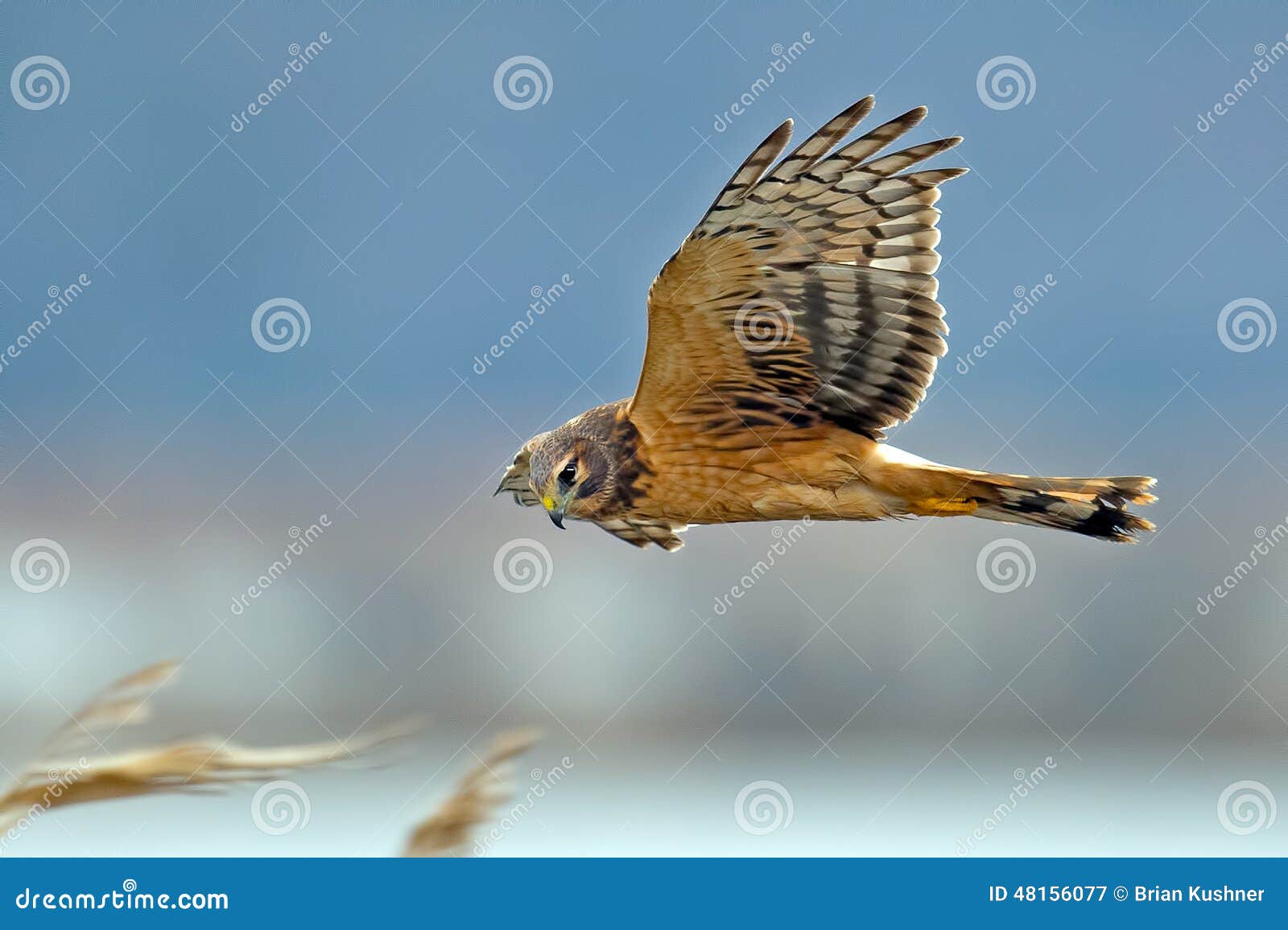 Northern Harrier stock image. Image of talons, water - 48156077