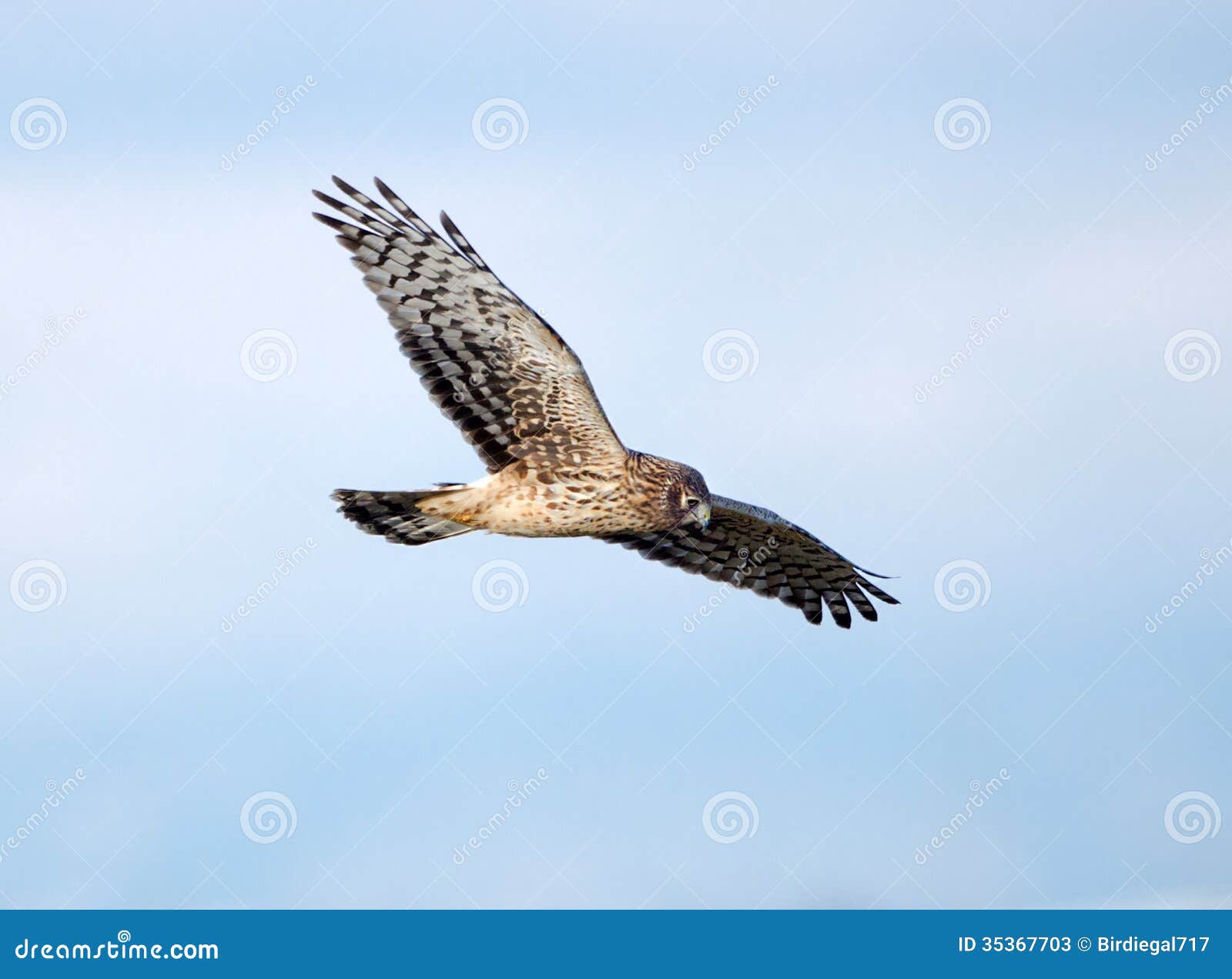 Northern Harrier in Flight, Marsh Hawk Stock Image - Image of harrier ...
