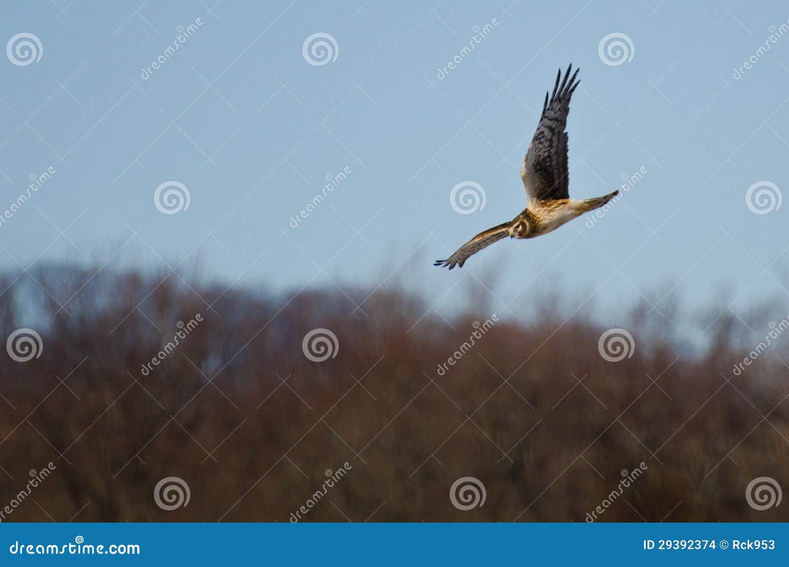 Northern Harrier Flying Over the Marsh Stock Photo - Image of wild ...