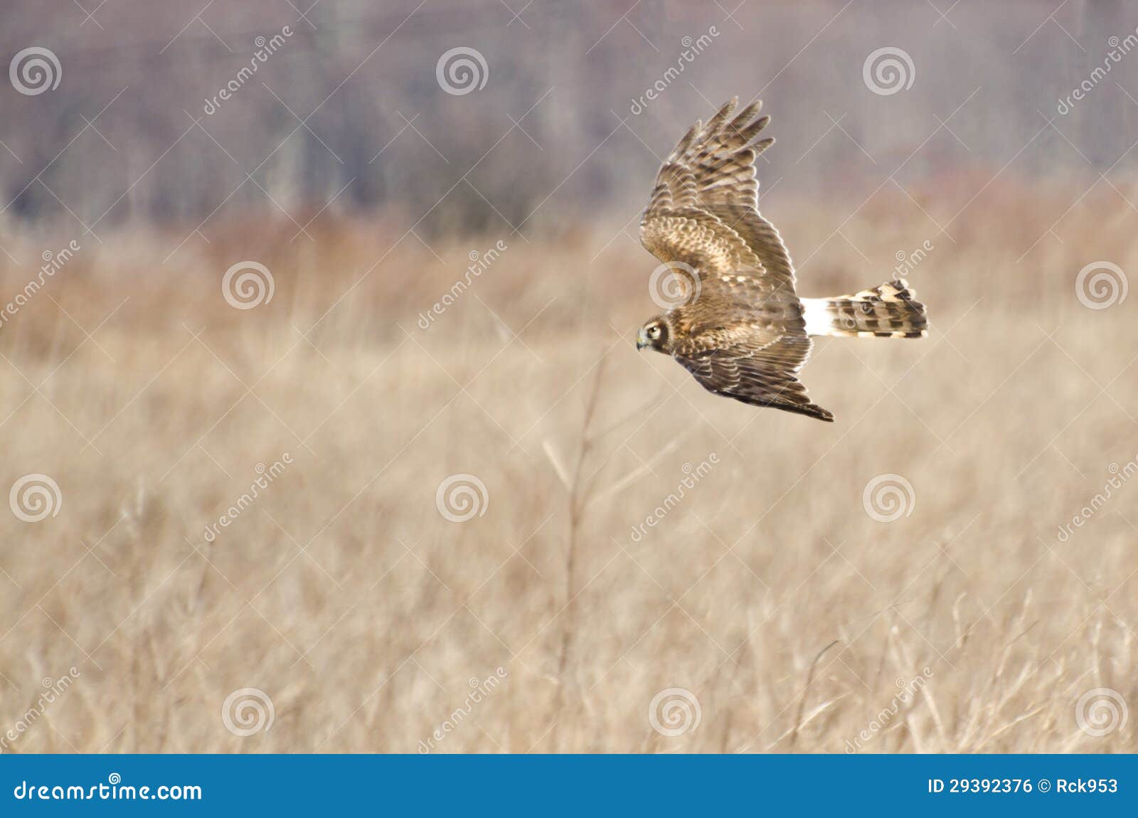 Northern Harrier Flying Over the Marsh Stock Photo - Image of bird ...