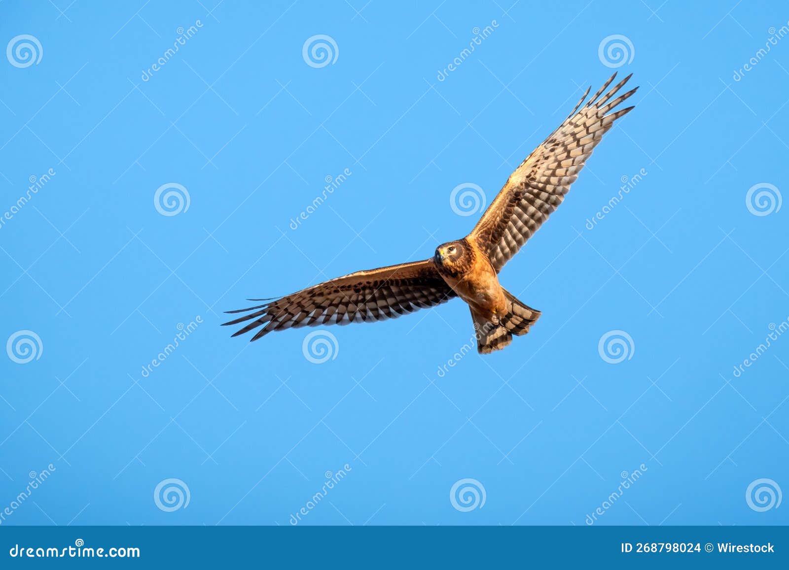 Northern Harrier Flying in Sky Stock Photo - Image of eyes, ornithology ...
