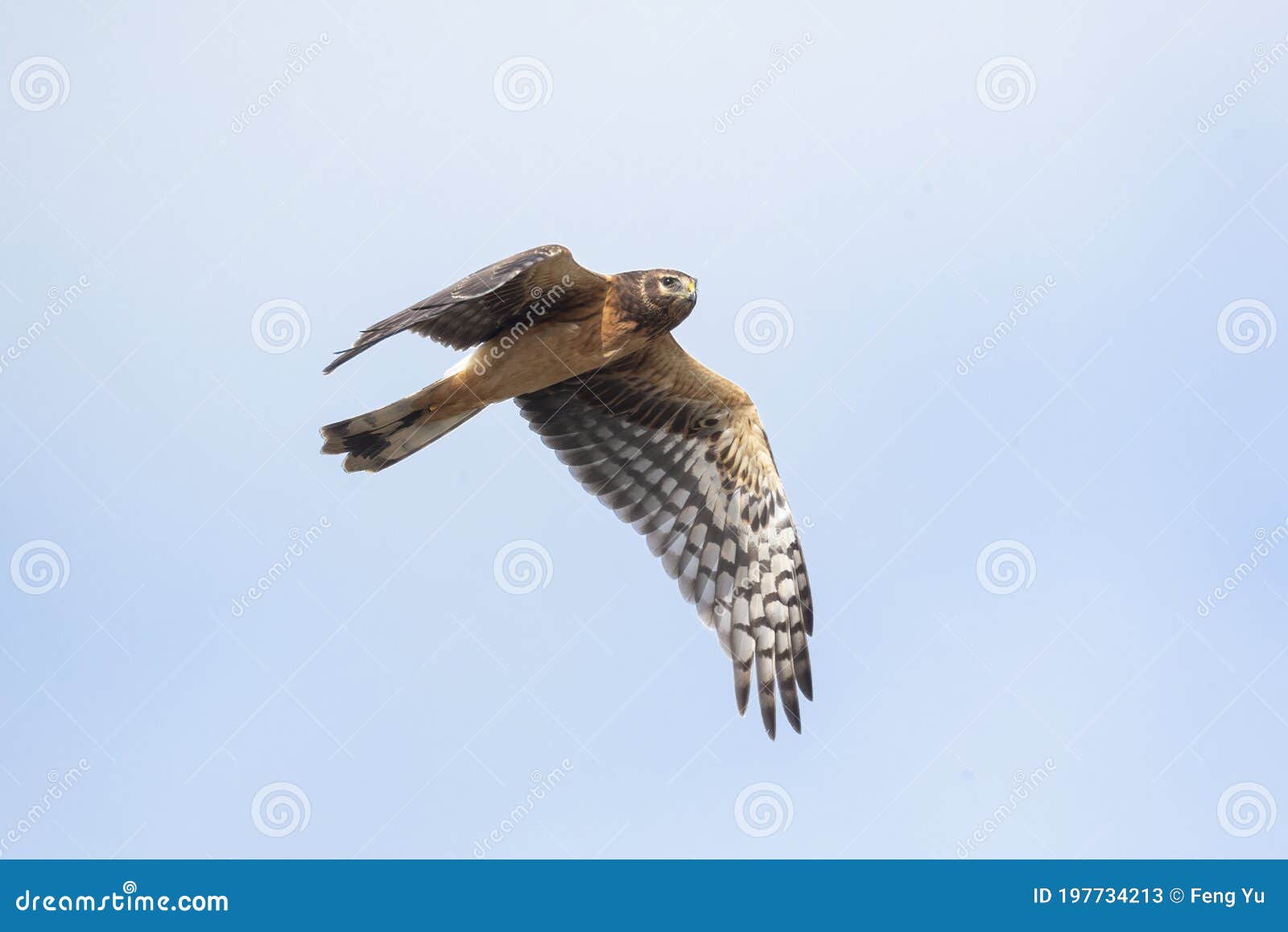 Northern harrier hawk stock image. Image of wing, canada - 197734213
