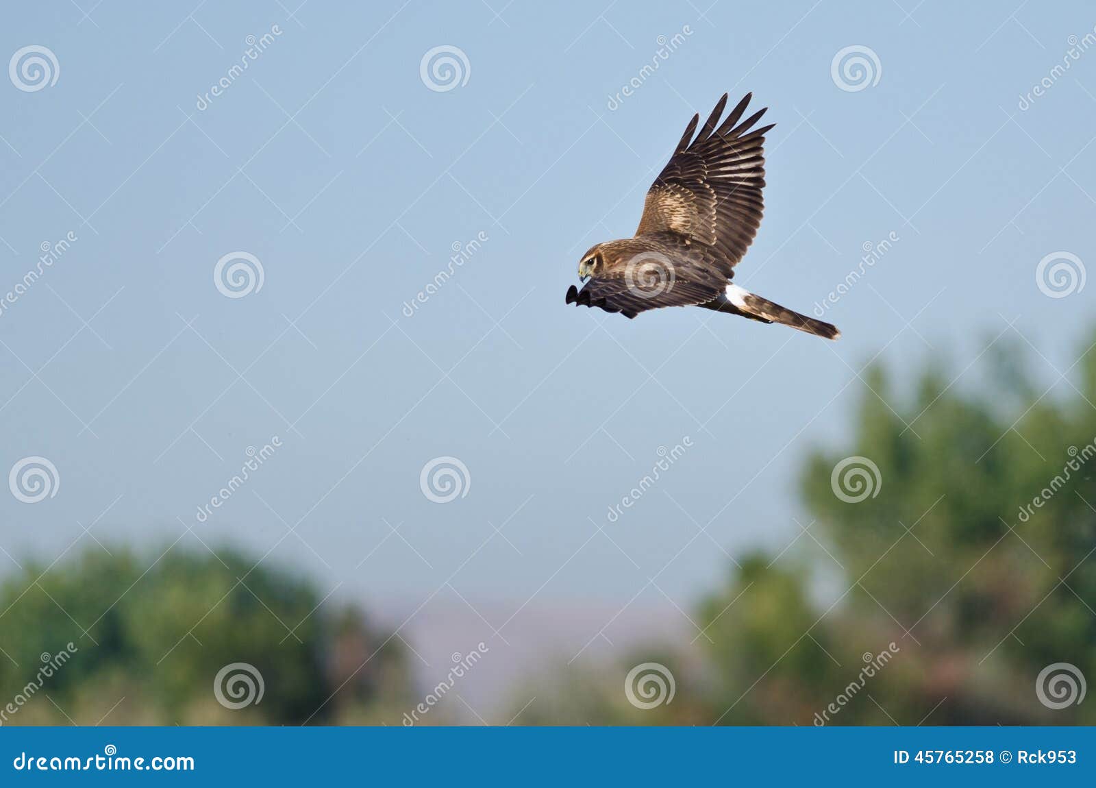 Northern Harrier Hunting on the Wing Stock Photo - Image of hawk, north ...