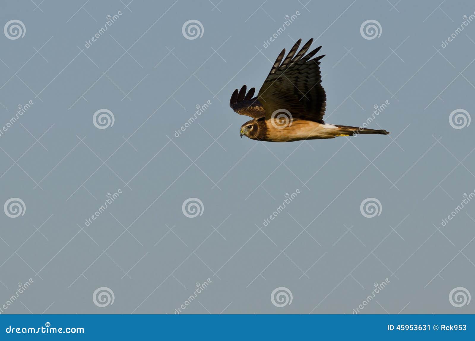 Northern Harrier Hunting on the Wing Stock Image - Image of america ...