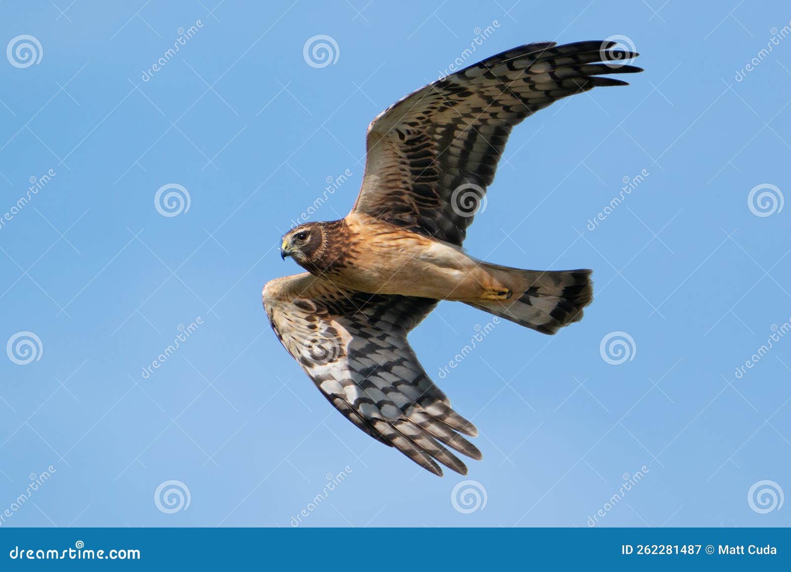 Northern Harrier Marsh Hawk Stock Image - Image of marsh, flying: 262281487