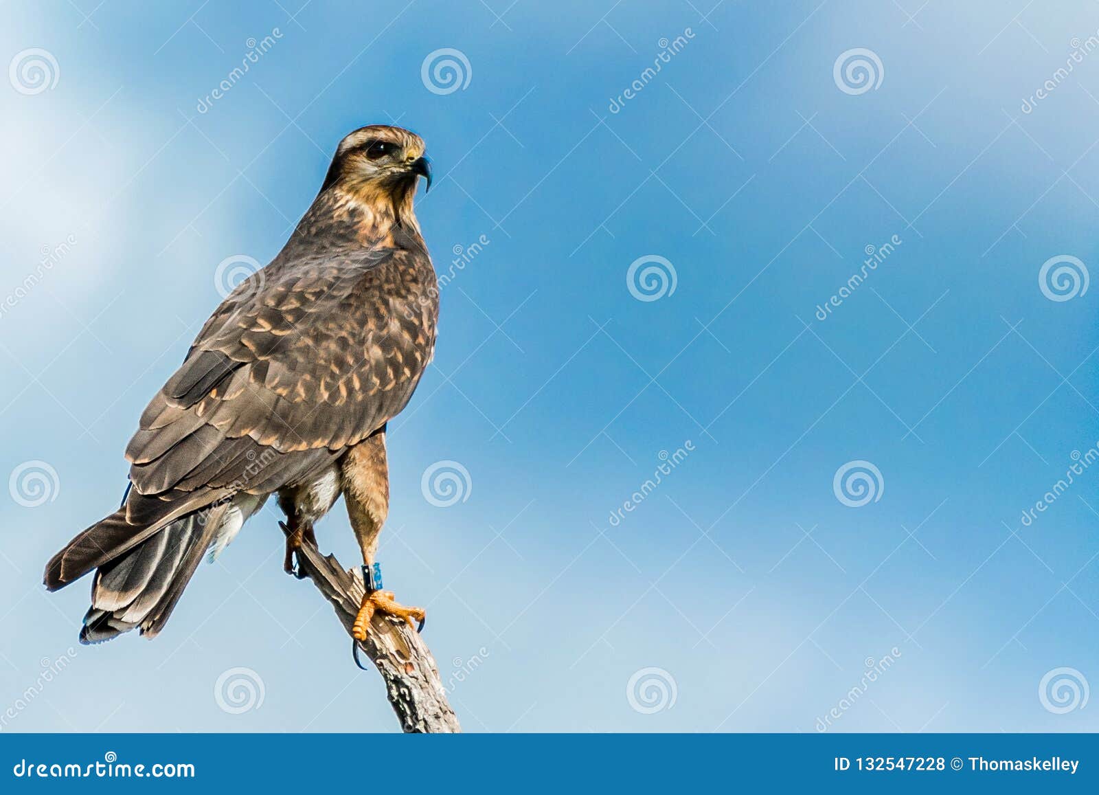 Northern Harrier or Marsh Hawk Stock Photo - Image of hawkflorida ...