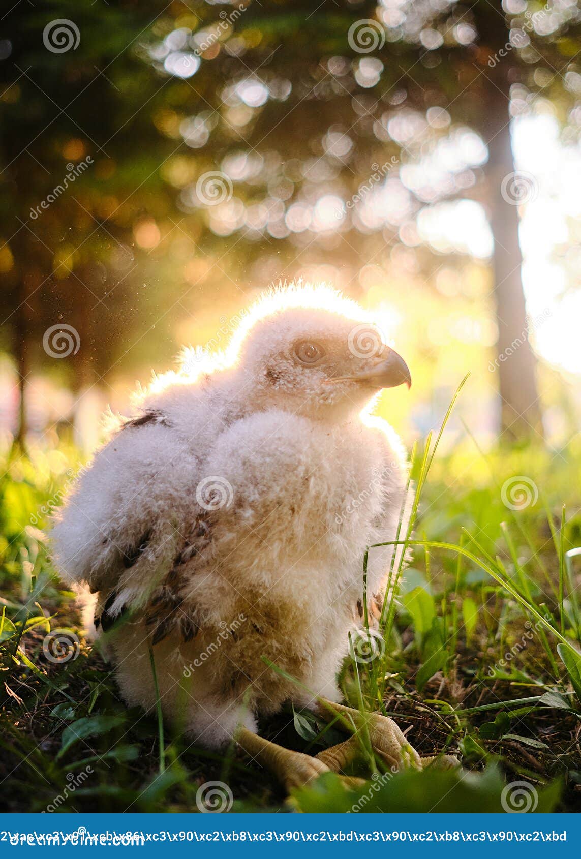 Northern Hawk Goshawk Chick in Nest - Accipiter Gentilis. Stock Photo ...