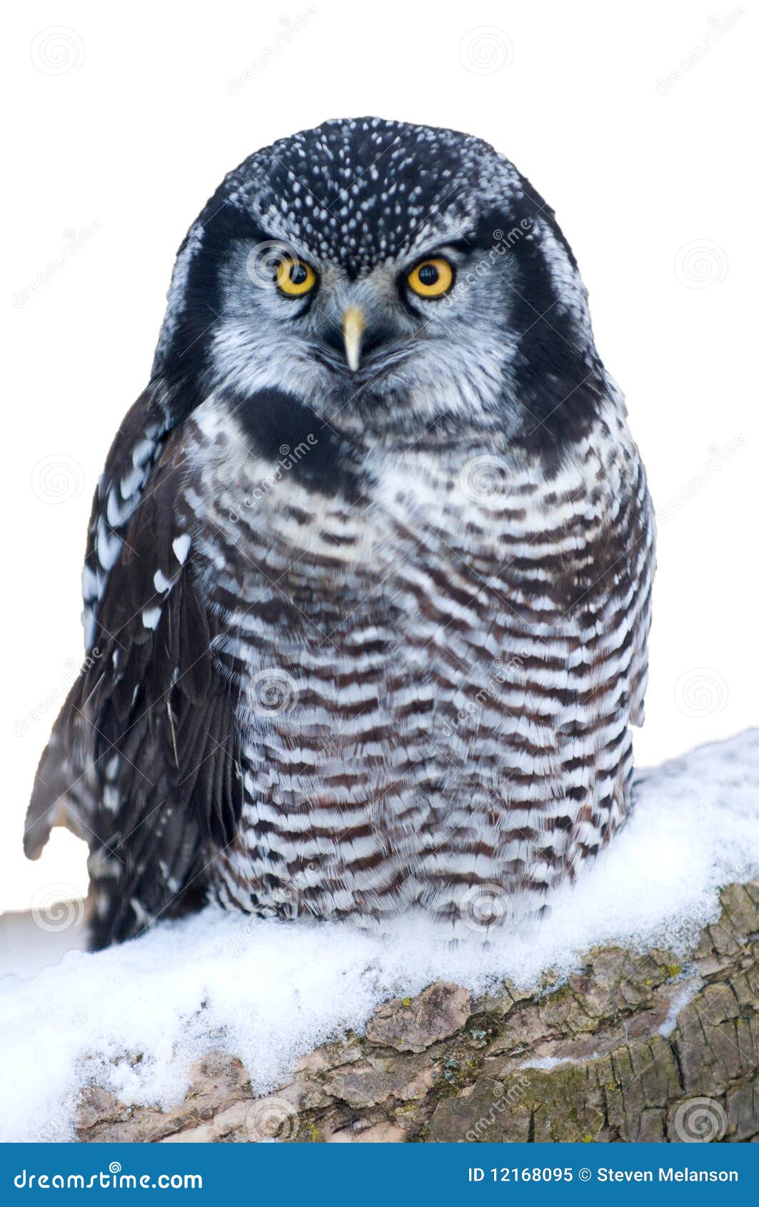 Northern Hawk Owl stock image. Image of prey, white, wings - 12168095