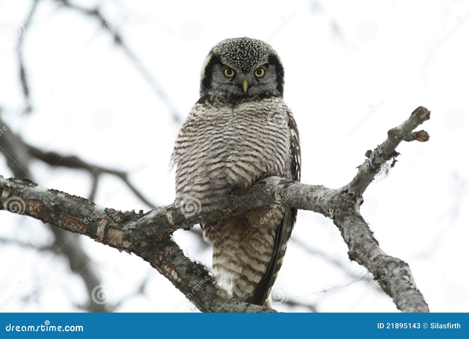Northern Hawk Owl stock image. Image of northern, feathers - 21895143