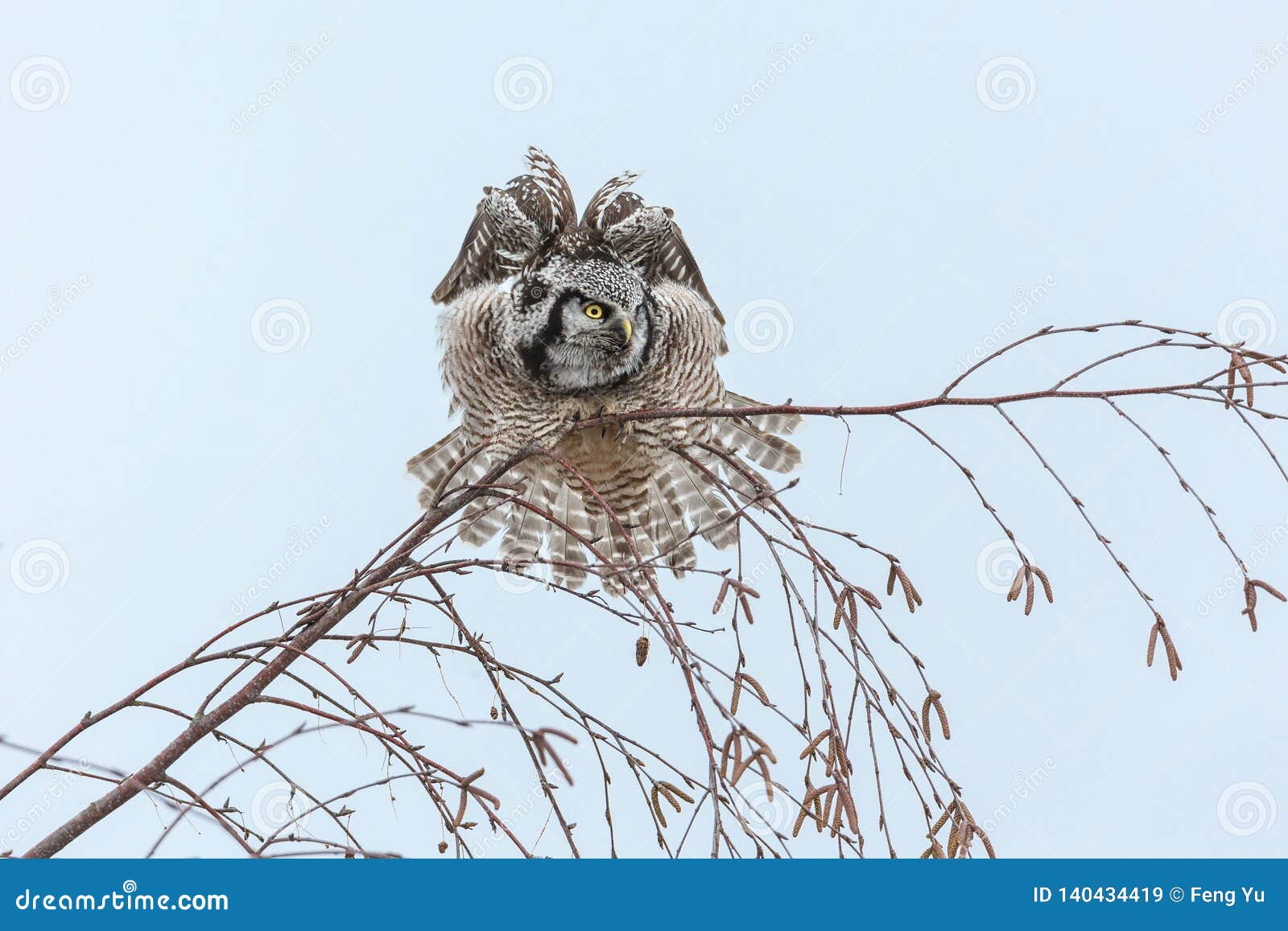 Northern Hawk owl stock image. Image of birds, columbia - 140434419