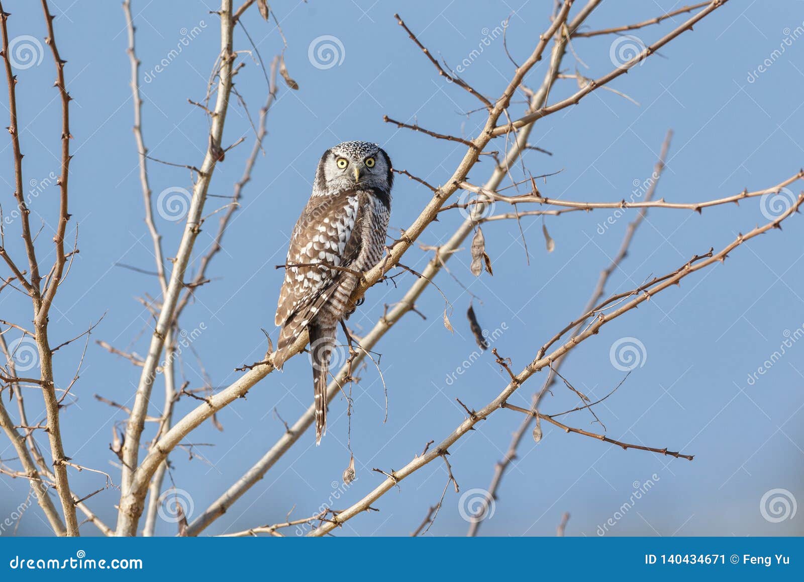 Northern Hawk owl stock image. Image of branch, nature - 140434671