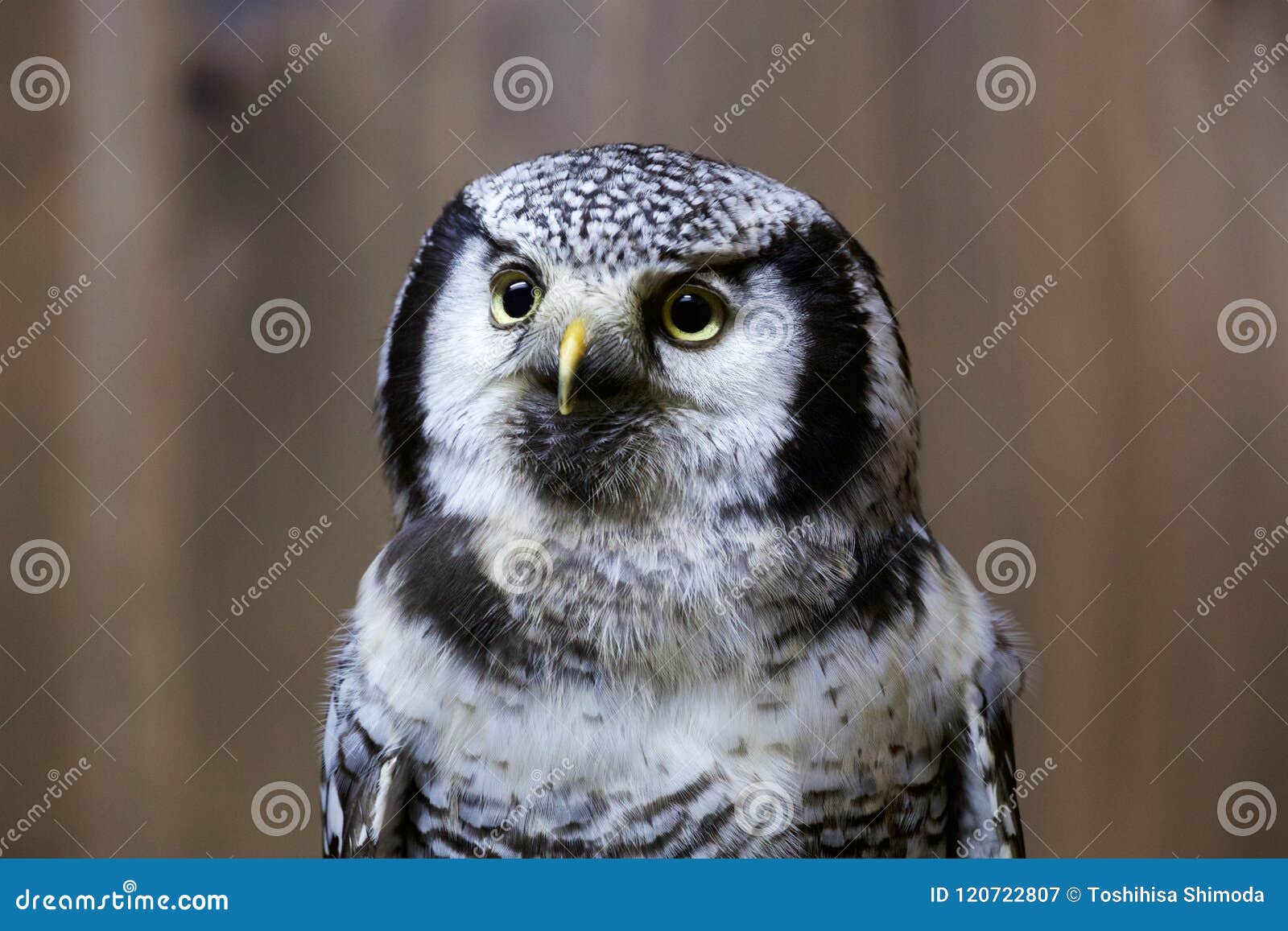 Northern hawk owl stock image. Image of hunted, eared - 120722807