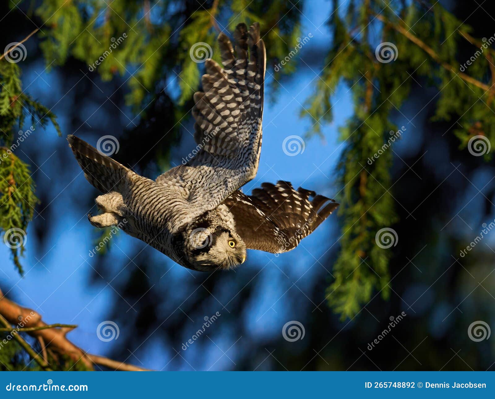 Northern Hawk Owl Surnia Ulula Stock Photo - Image of denmark, bird ...