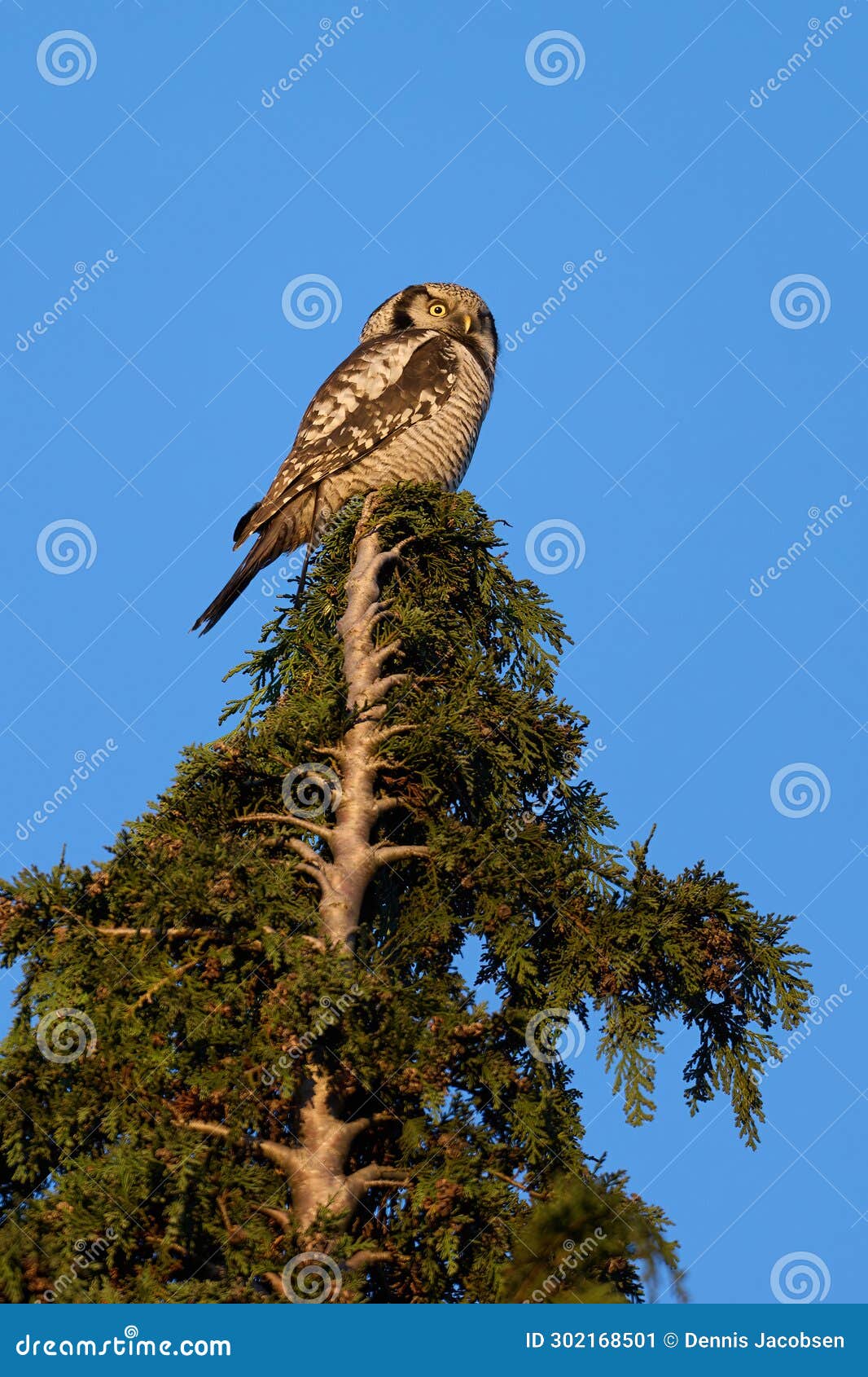 Northern Hawk Owl (Surnia Ulula) Stock Image - Image of bird, nature: 302168501