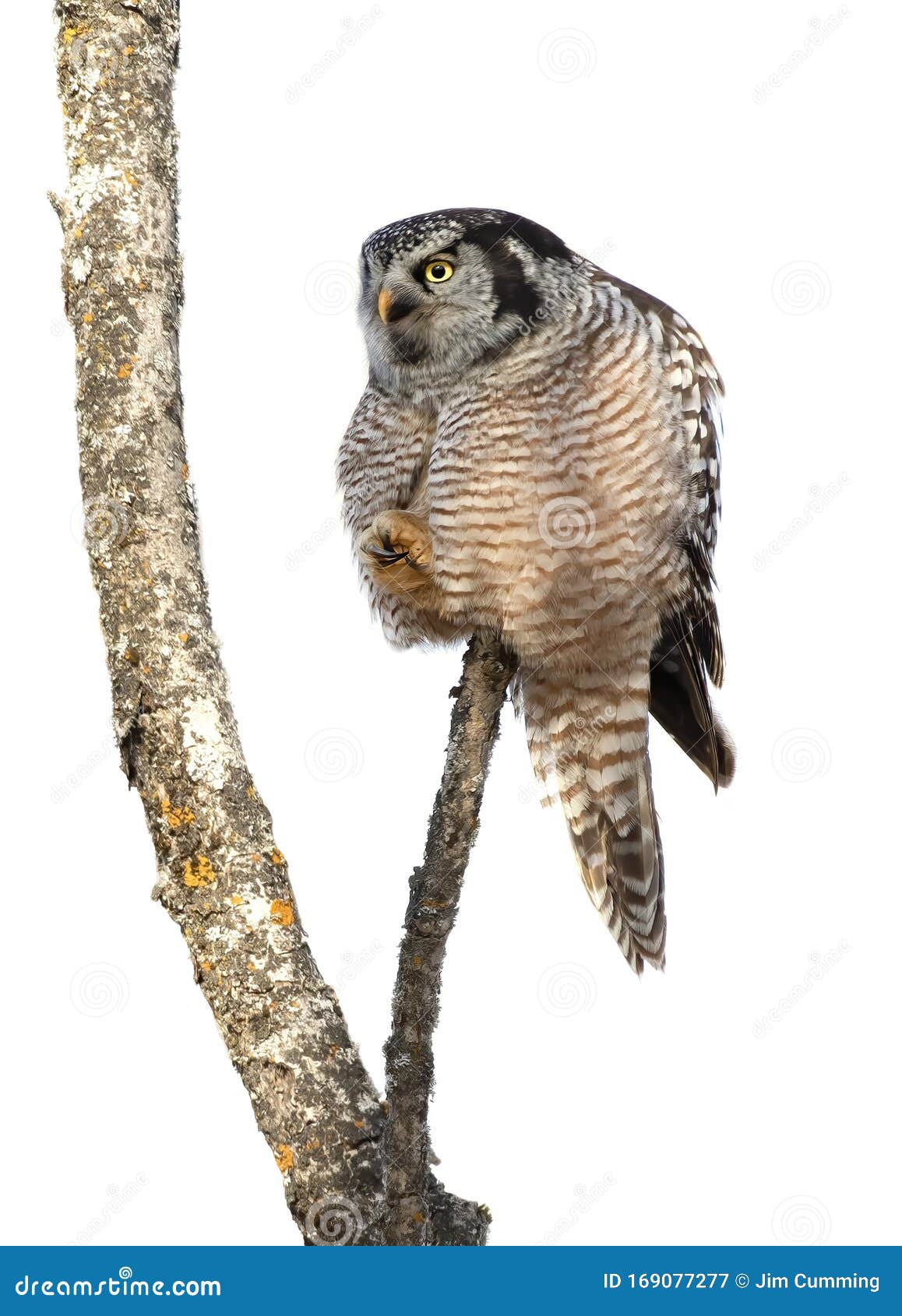 A Northern Hawk-Owl Surnia Ulula Perched in a Tree Hunting in Winter in ...