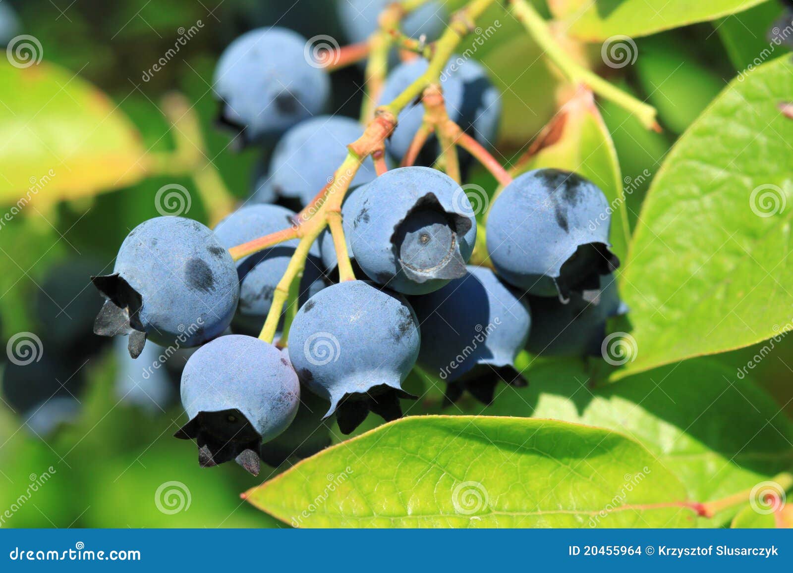 Northern Highbush Blueberry Stock Photo - Image of flora, highbush ...