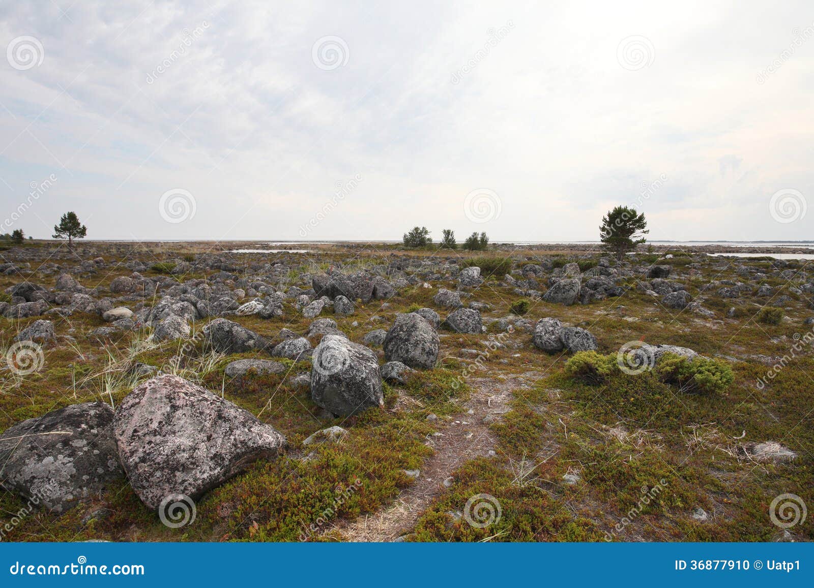 Northern landscape stock photo. Image of tree, summer - 36877910