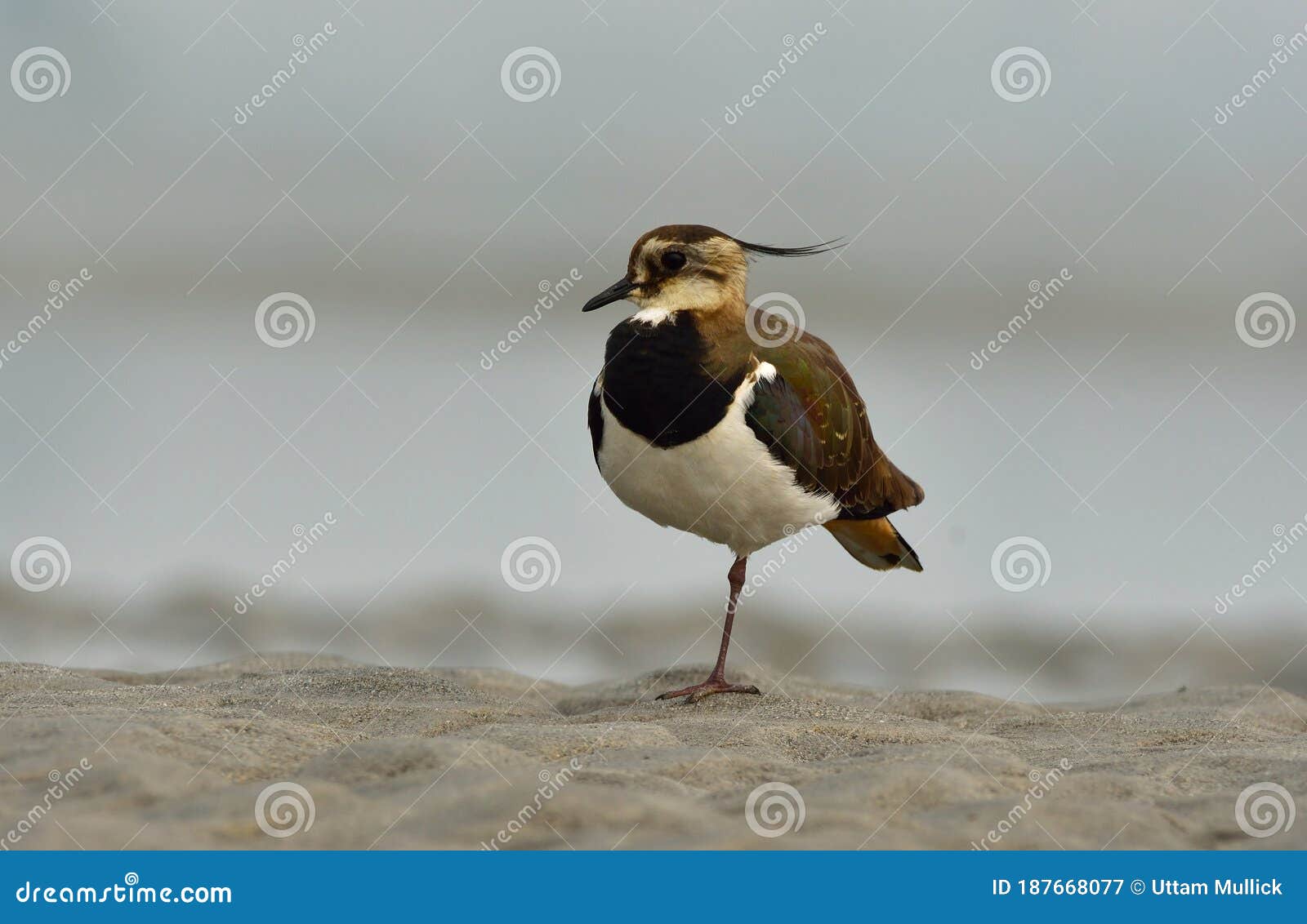 Northern Lapwing Also Known As the Peewit Imagen de archivo - Imagen de ...
