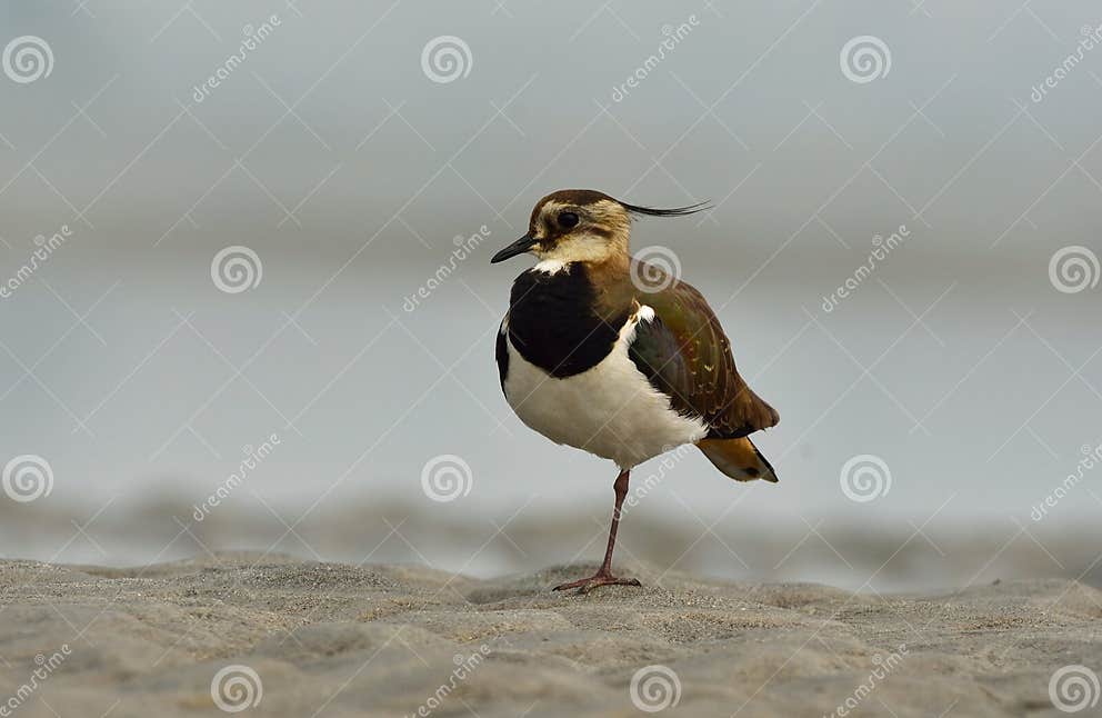 Northern Lapwing Also Known As the Peewit Imagen de archivo - Imagen de ...