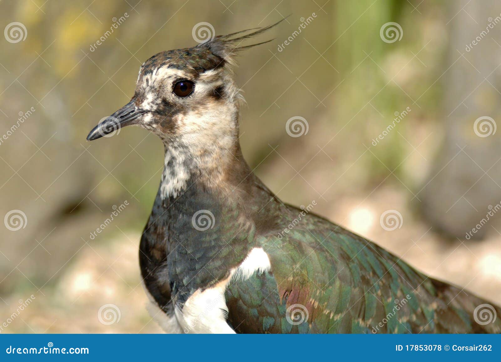 Northern Lapwing bird stock photo. Image of horizontal - 17853078