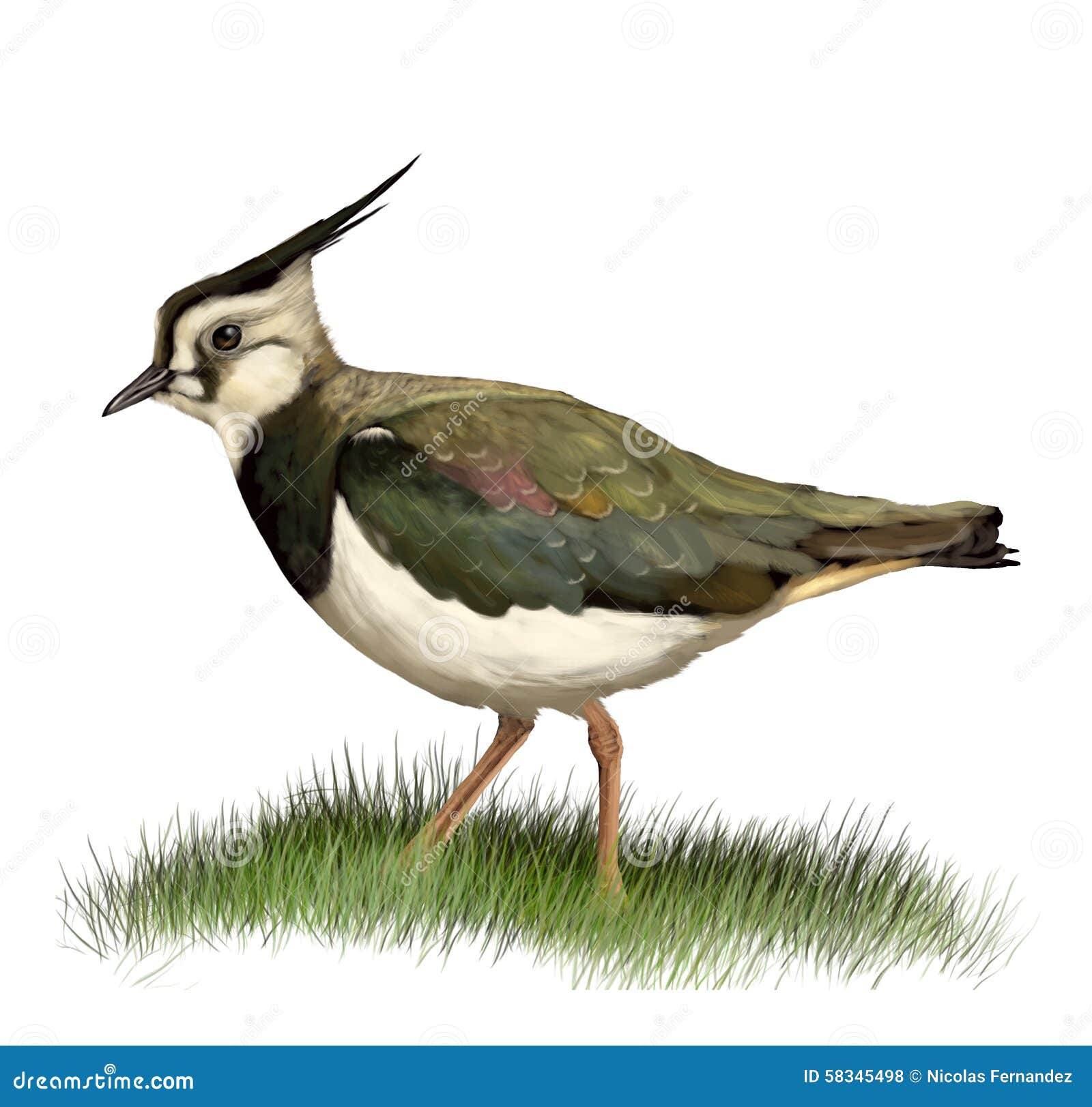 Lapwing Cartoons, Illustrations & Vector Stock Images - 111 Pictures to ...