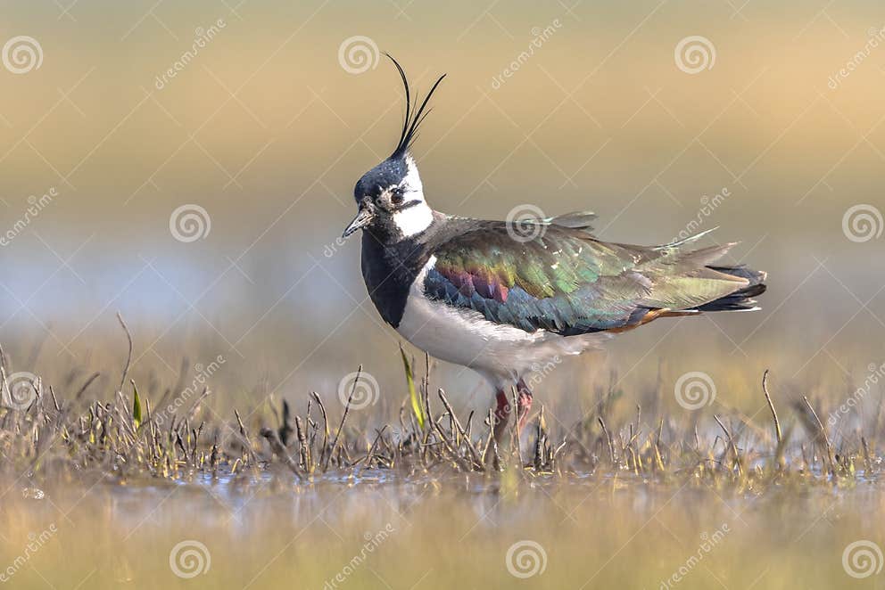Northern Lapwing Display Behaviour Stock Image - Image of flight, crest ...