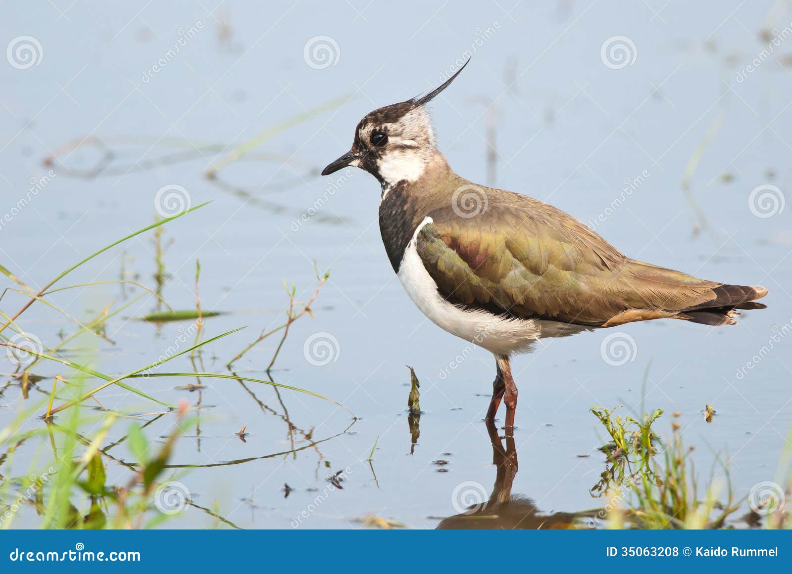 Green Plover stock photo. Image of spring, eyeing, close - 35063208