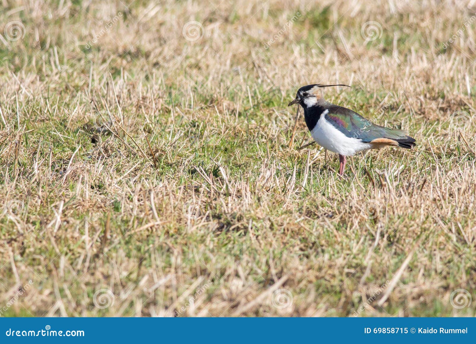 Northern lapwing stock image. Image of profile, migration - 69858715