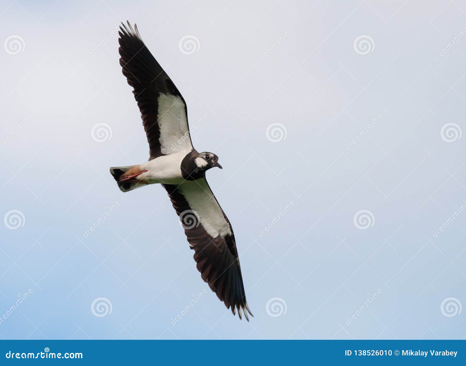 Northern Lapwing Flies with Stretched Wings in Sky Stock Photo - Image ...