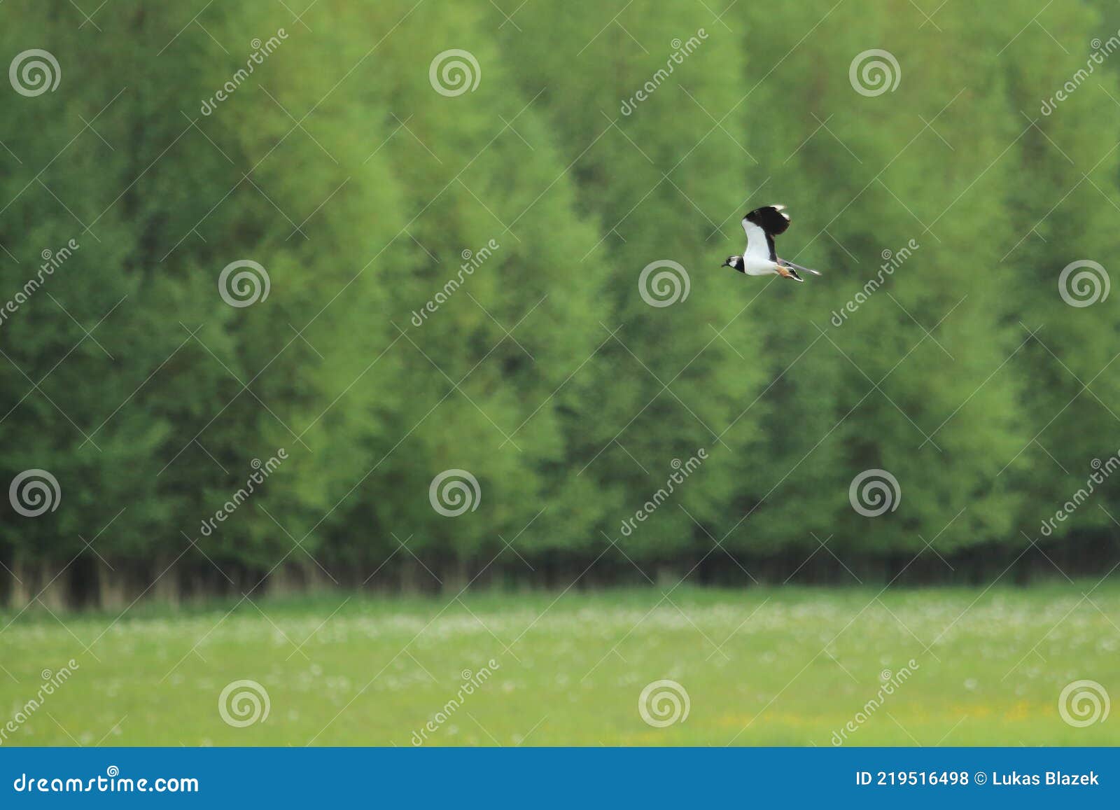 Northern lapwing in flight stock photo. Image of peewit - 219516498