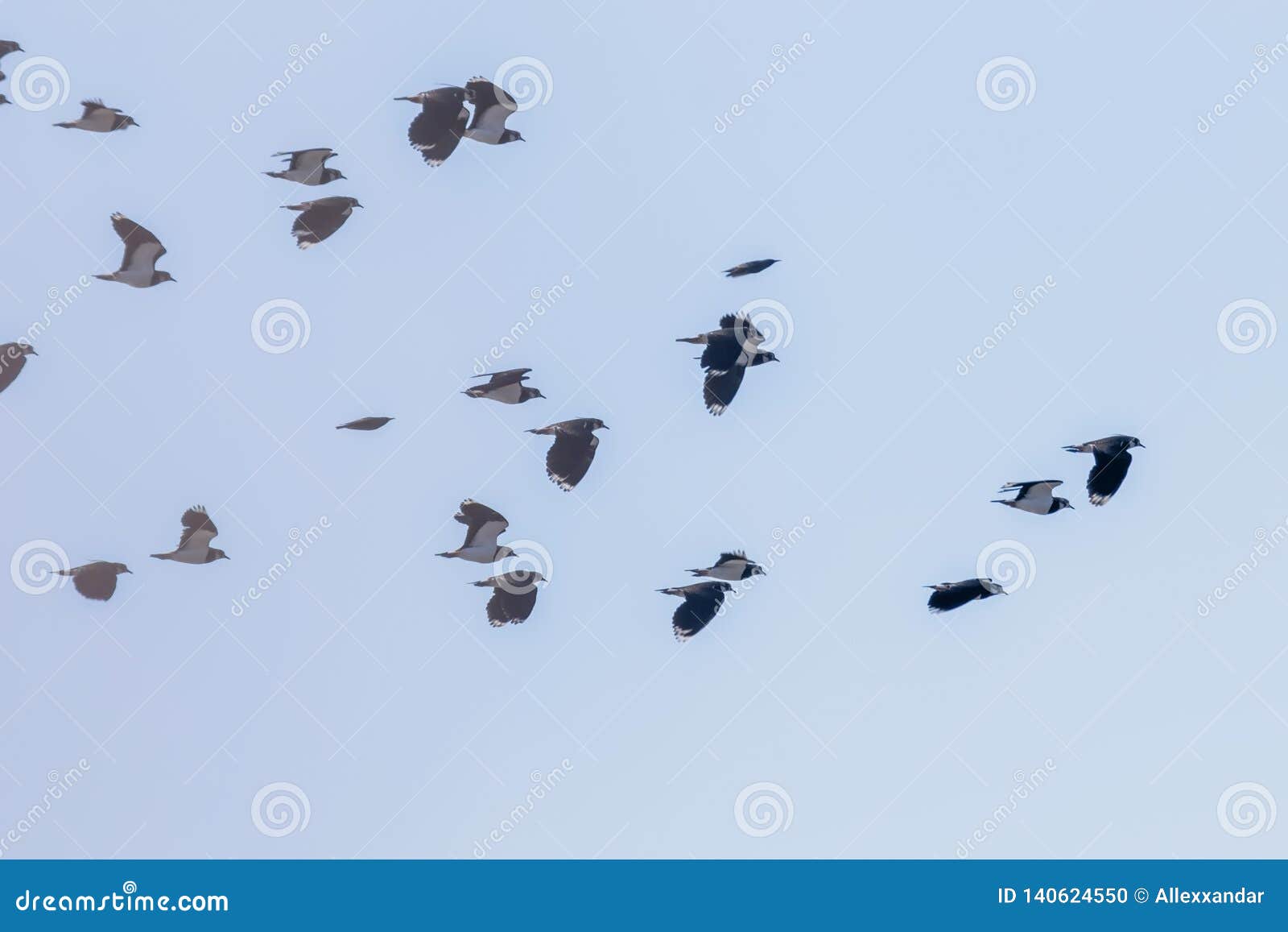 Northern Lapwing Flock in Flight Vanellus Vanellus Sunset Stock Photo ...