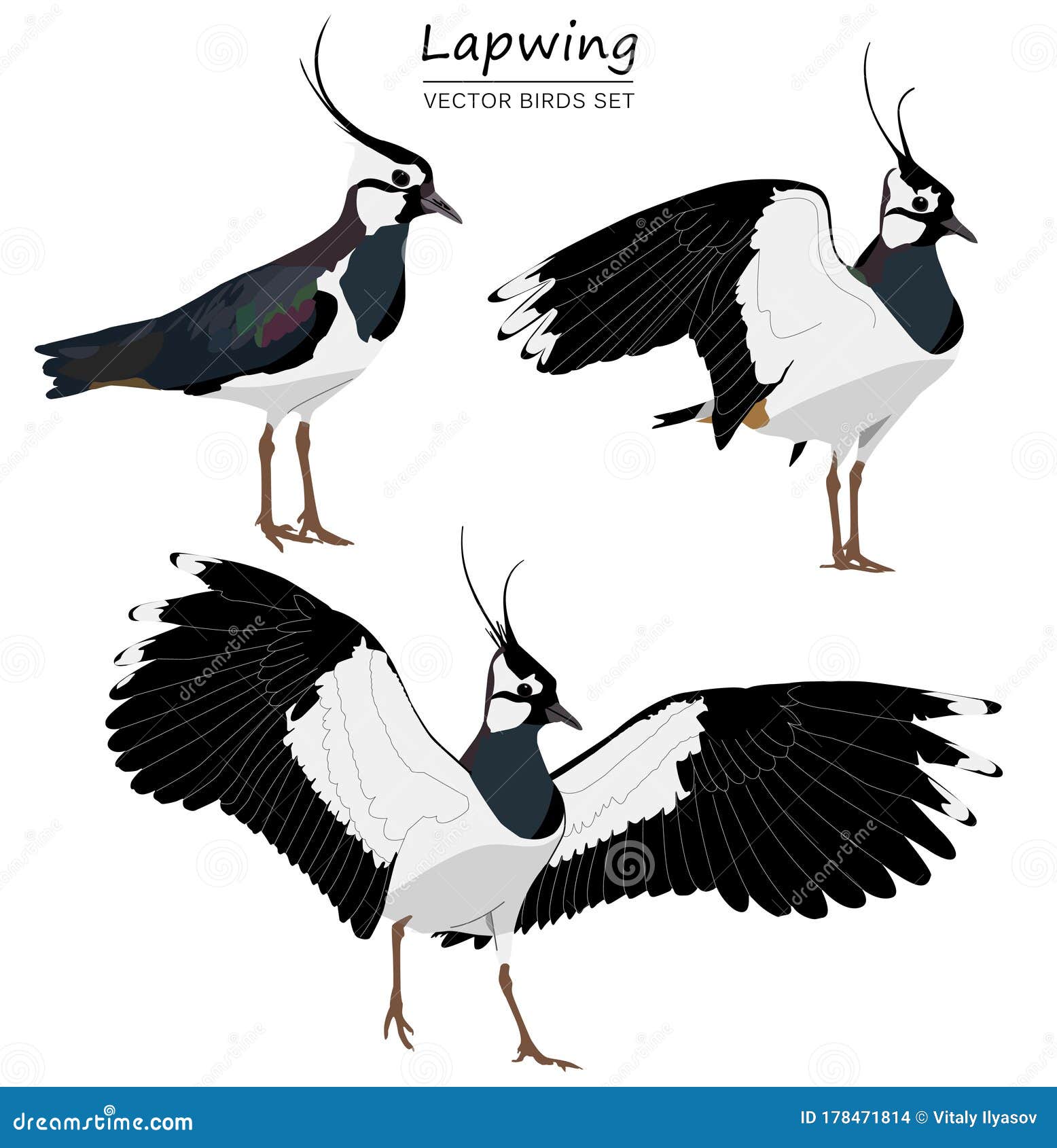 Lapwing Vector Illustration Flat Style Profile Side Silhouette ...