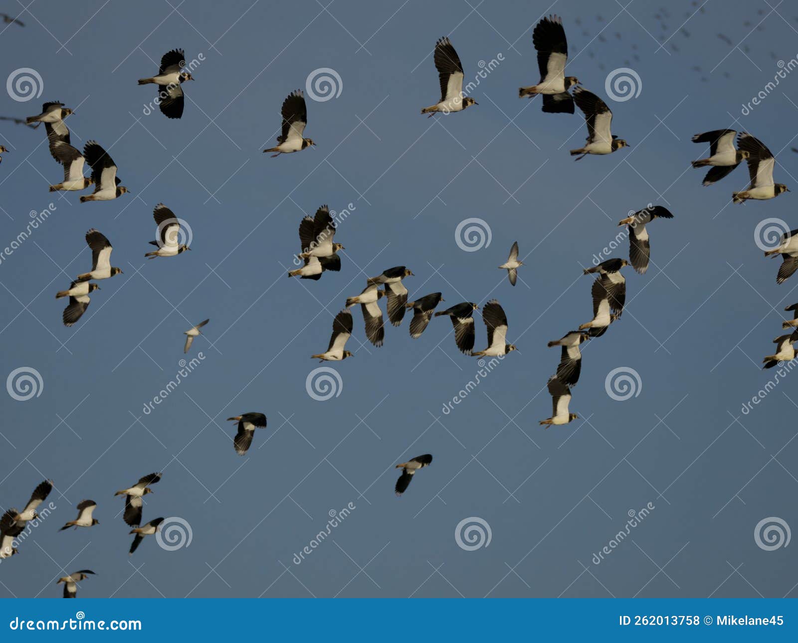 Northern Lapwing, Vanellus Vanellus Stock Photo - Image of flight ...