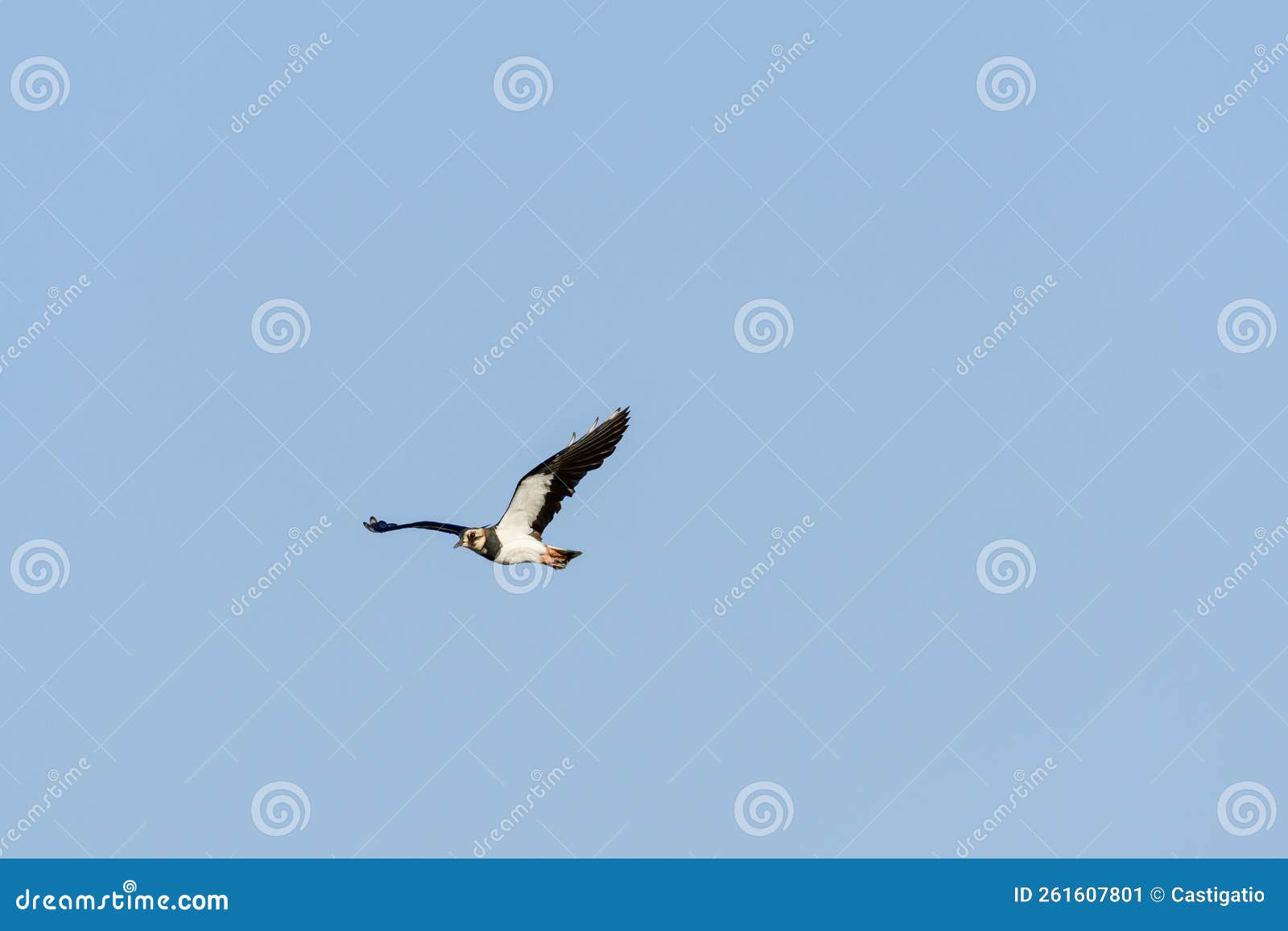 Northern Lapwing Vanellus Vanellus a Medium-sized Migratory Bird with ...